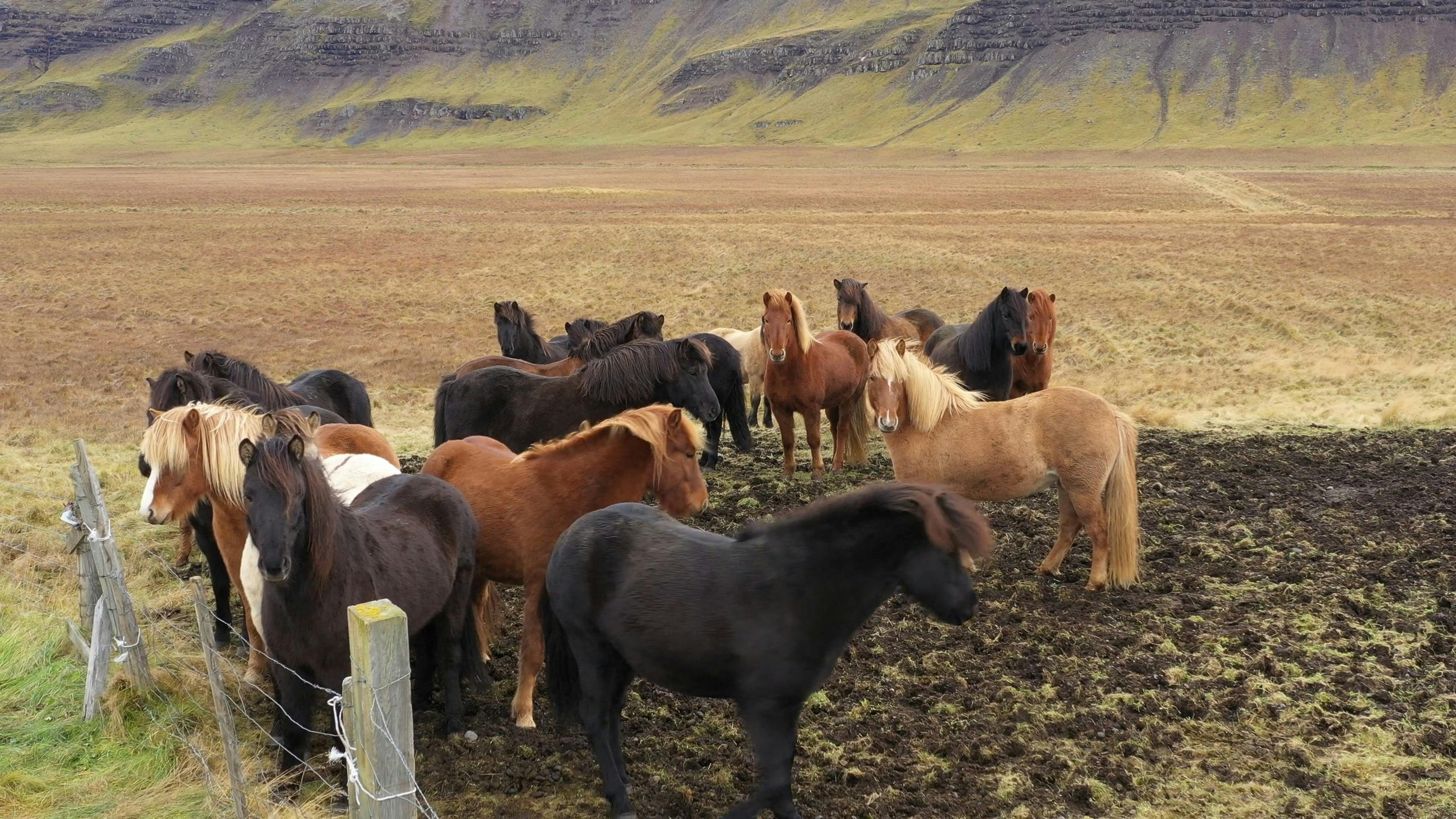 horses and landscape by drone Free Stock Video Footage, Royalty-Free 4K ...
