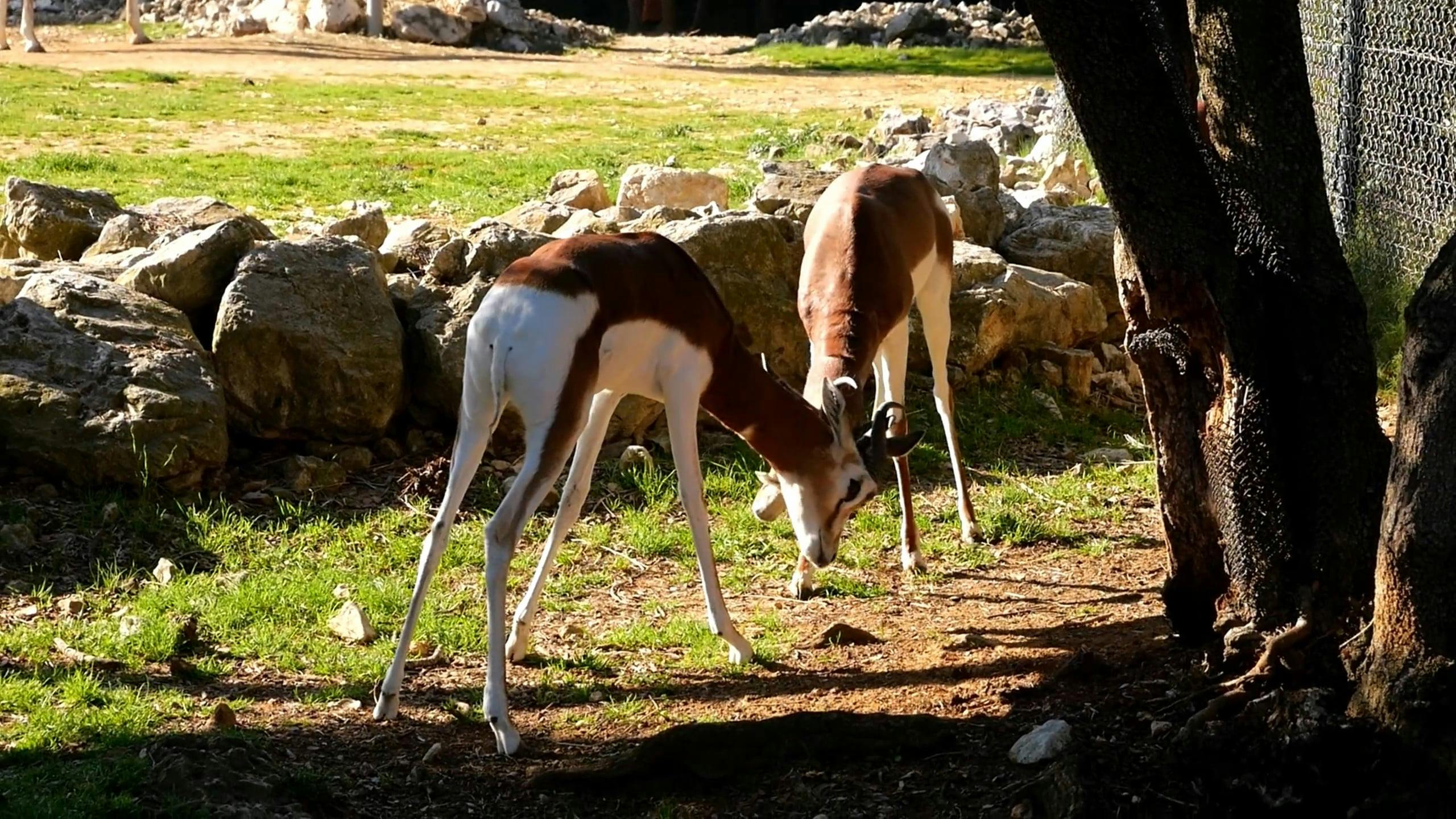 Gamepark Videos, Download The BEST Free 4k Stock Video Footage ...