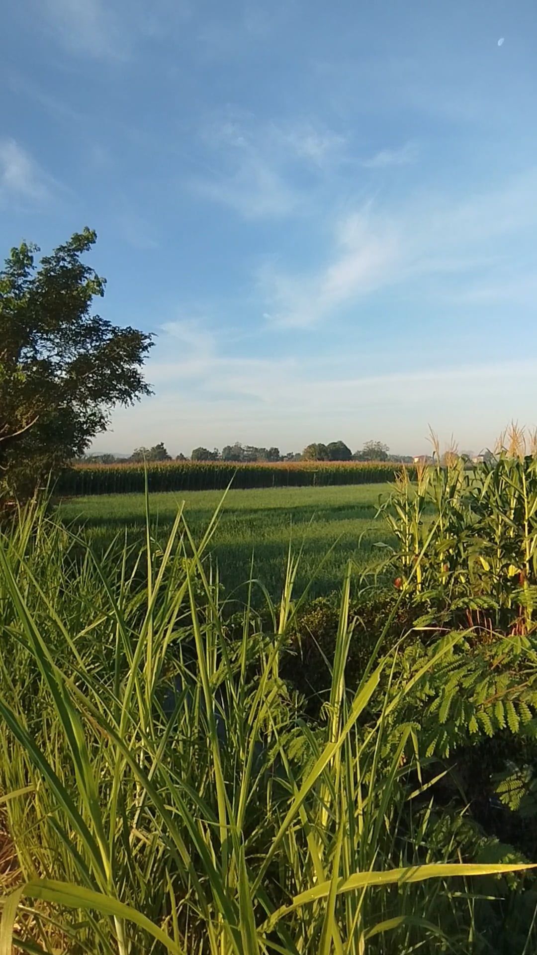 Green Fields in the Province Free Stock Video Footage, Royalty-Free 4K ...