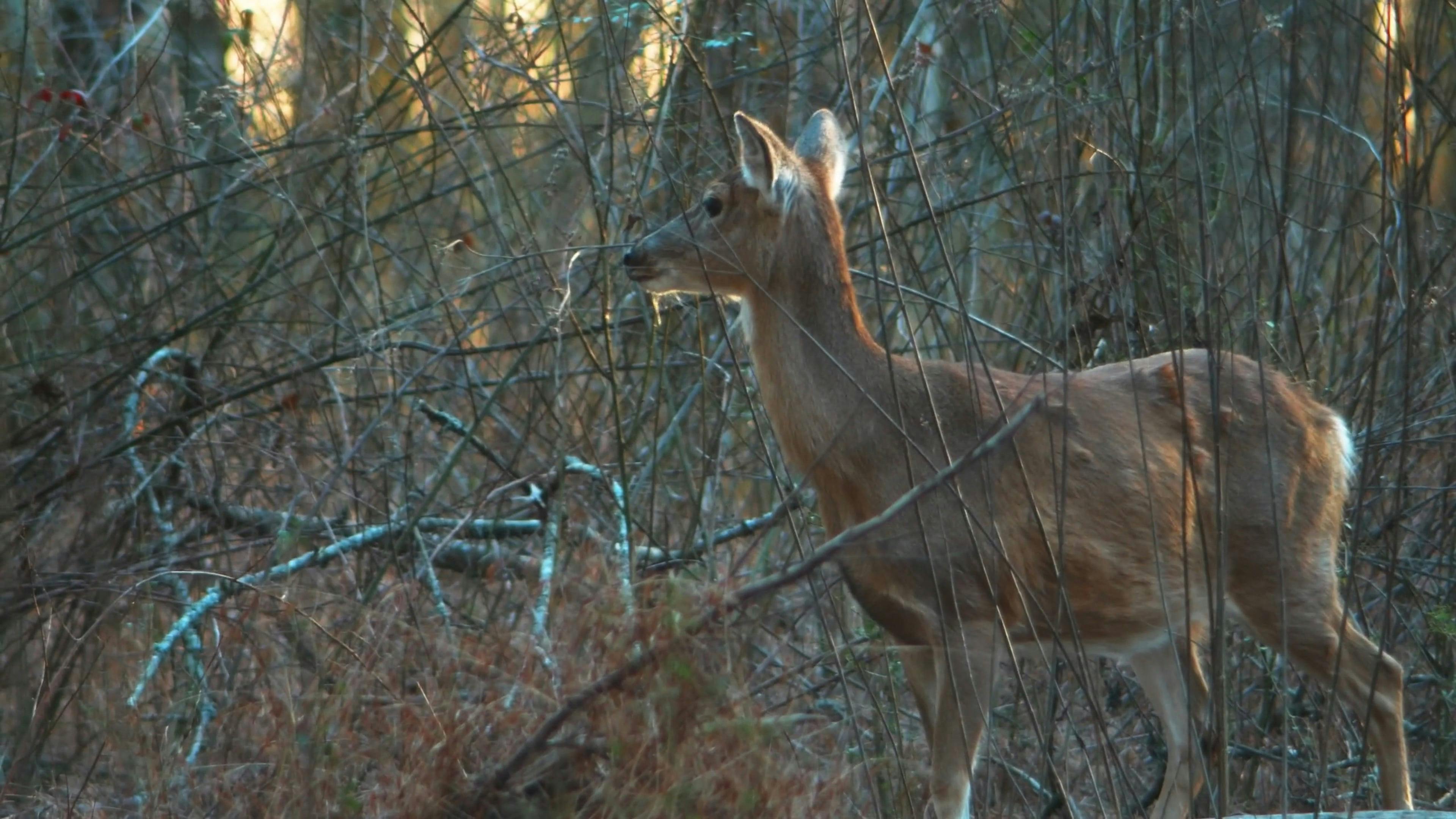 Deer in 4k, rec .709 Free Stock Video Footage, Royalty-Free 4K & HD ...