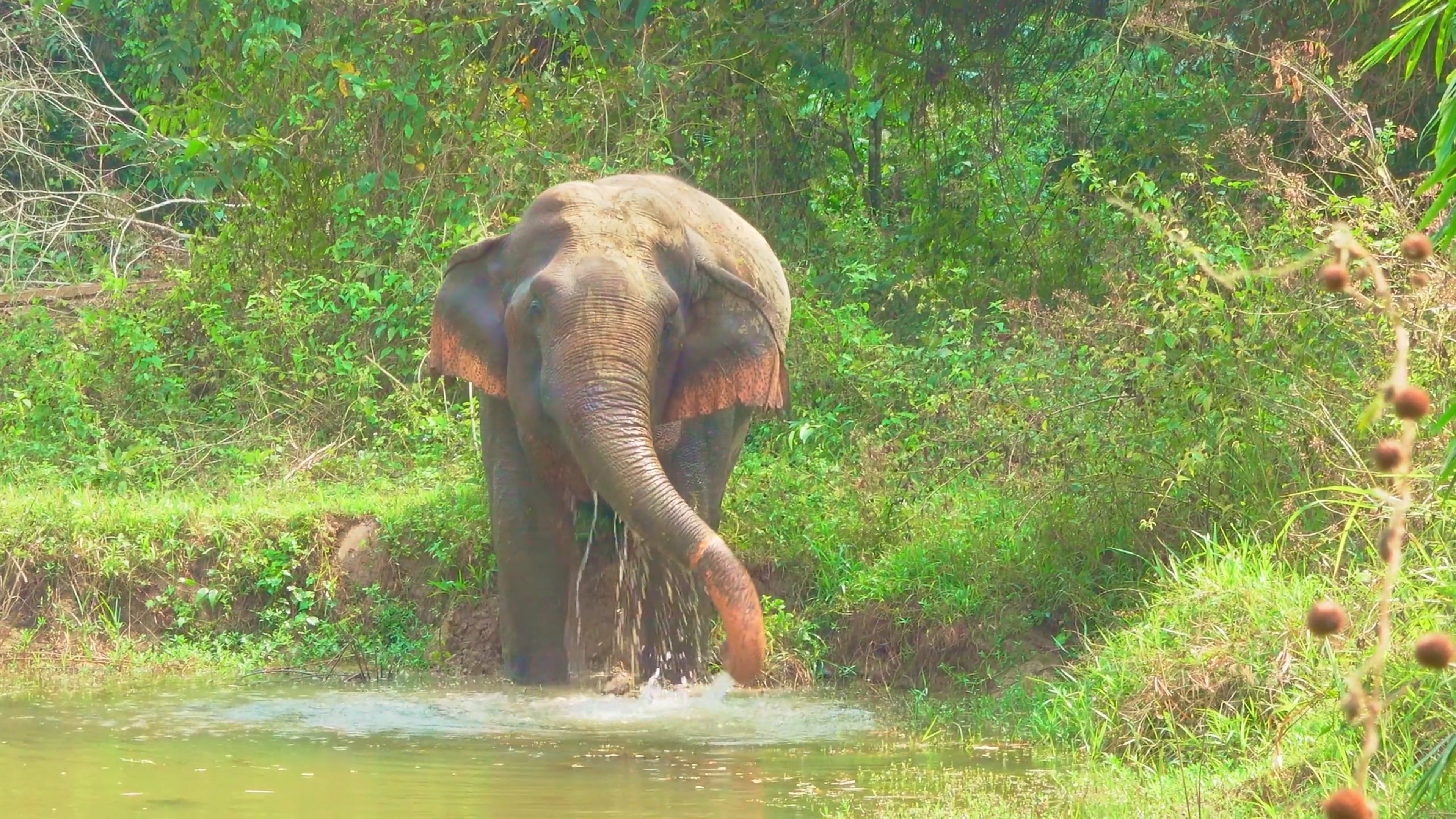 ELEPHANT BATH (5) Free Stock Video Footage, Royalty-Free 4K & HD Video Clip