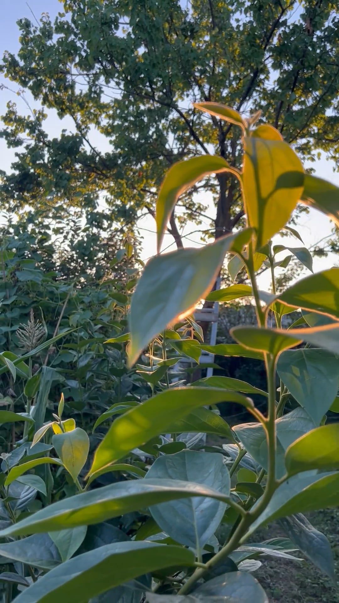 The sun is setting behind a tree with leaves Free Stock Video Footage ...