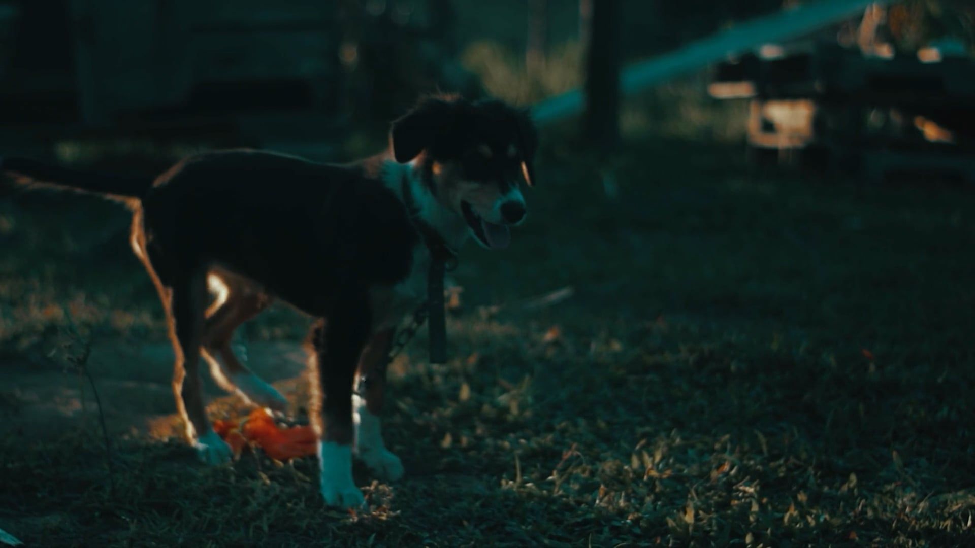 Cinematic Dog Videos, Download The BEST Free 4k Stock Video Footage ...
