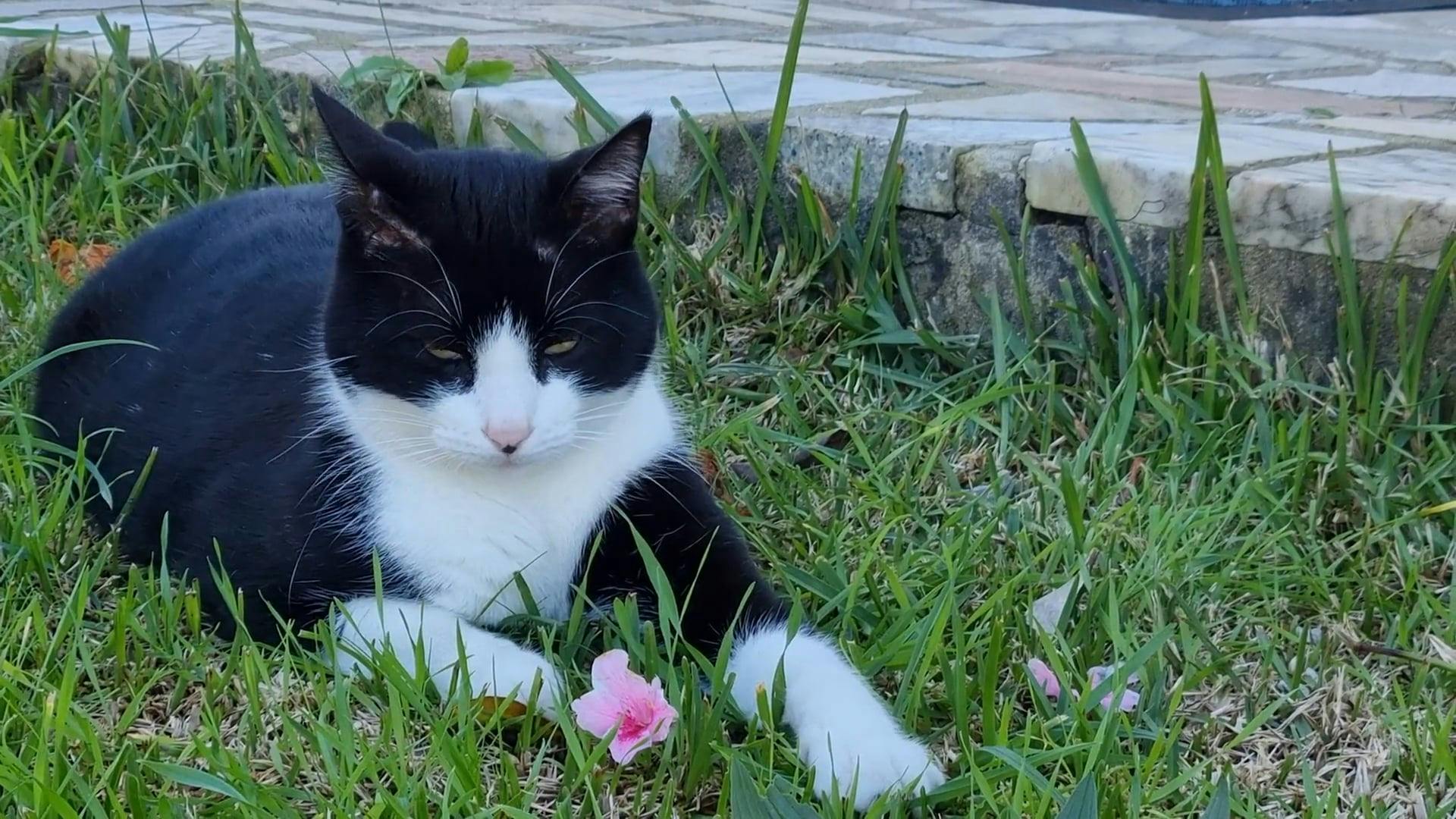 Mogg Videos, Download The BEST Free 4k Stock Video Footage & Mogg HD ...