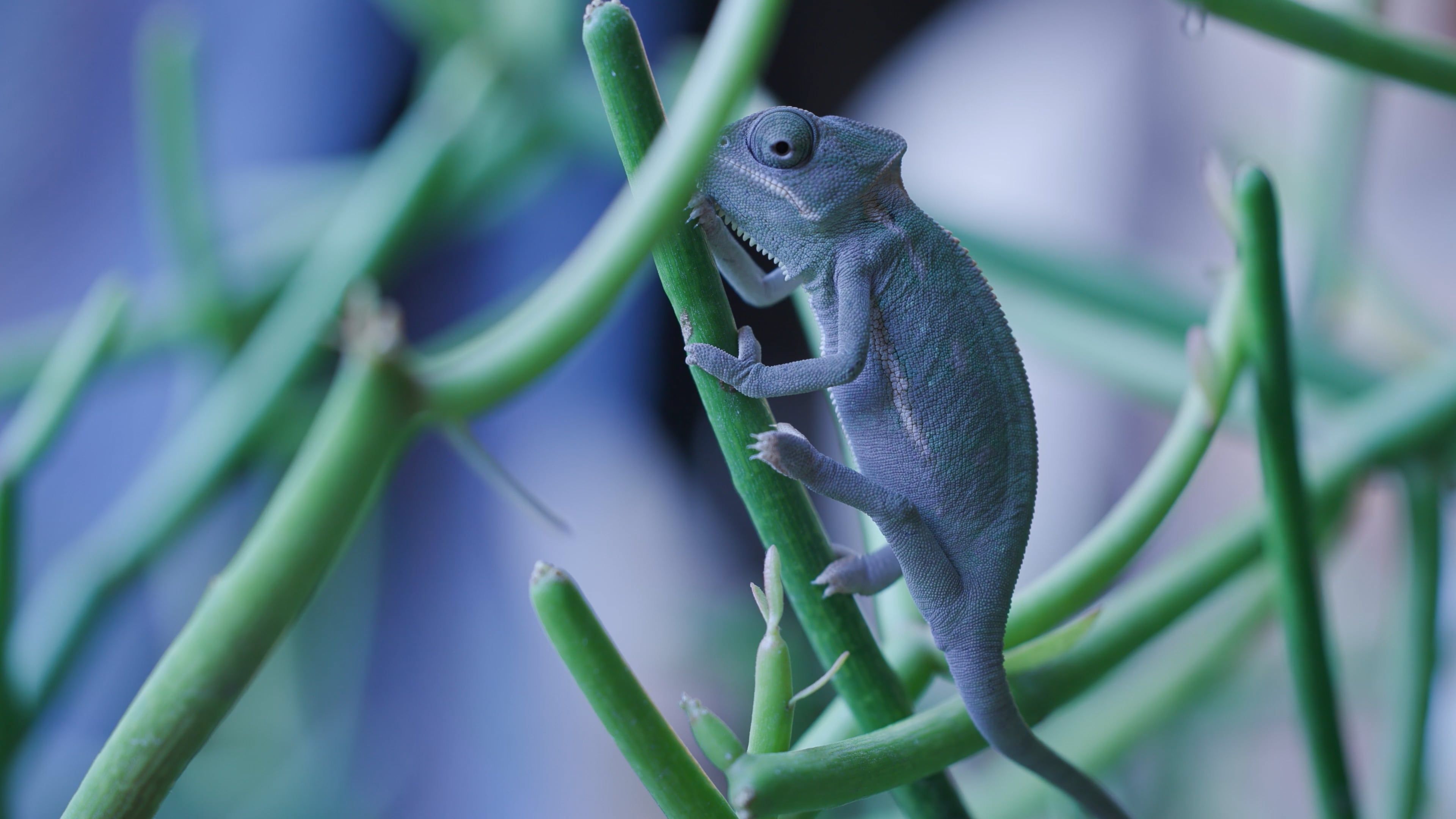 Predators Hidden In The Wild Videos, Download The BEST Free 4k Stock ...