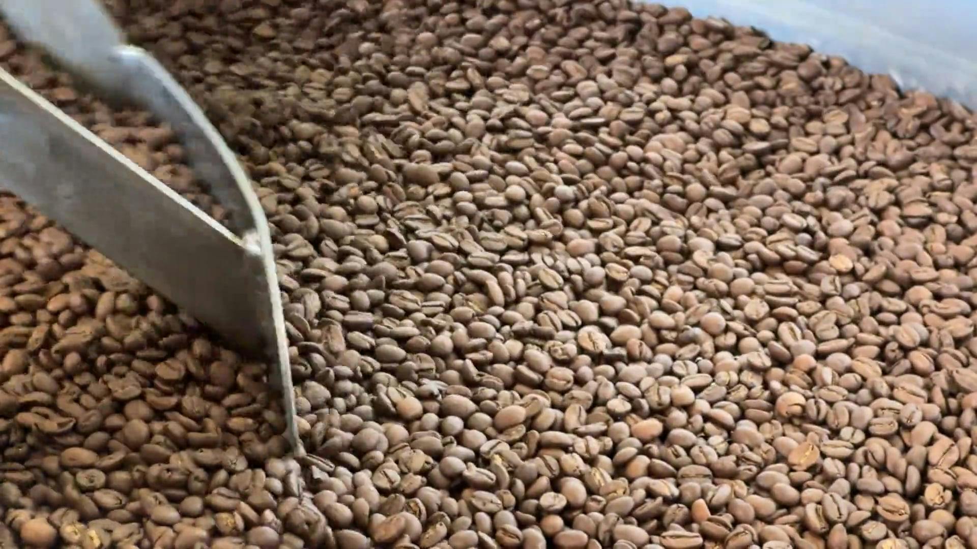 Person Sifting Coffee Beans Free Stock Video Footage, Royalty-Free 4K ...