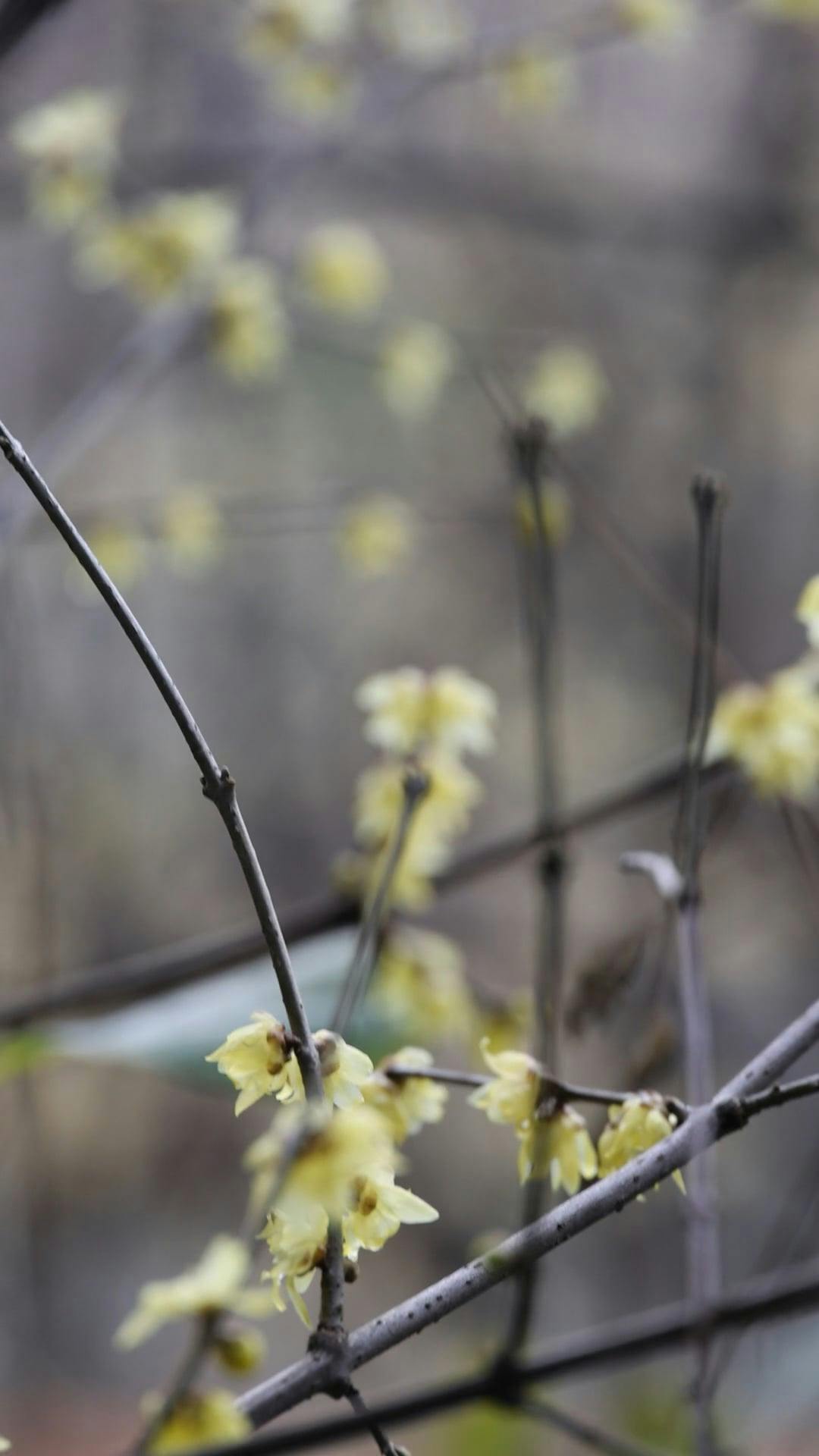 Primavera Spring Videos, Download The BEST Free 4k Stock Video Footage ...