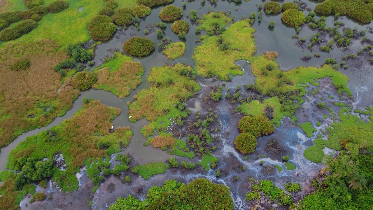 African Swamp Videos, Download The BEST Free 4k Stock Video Footage ...