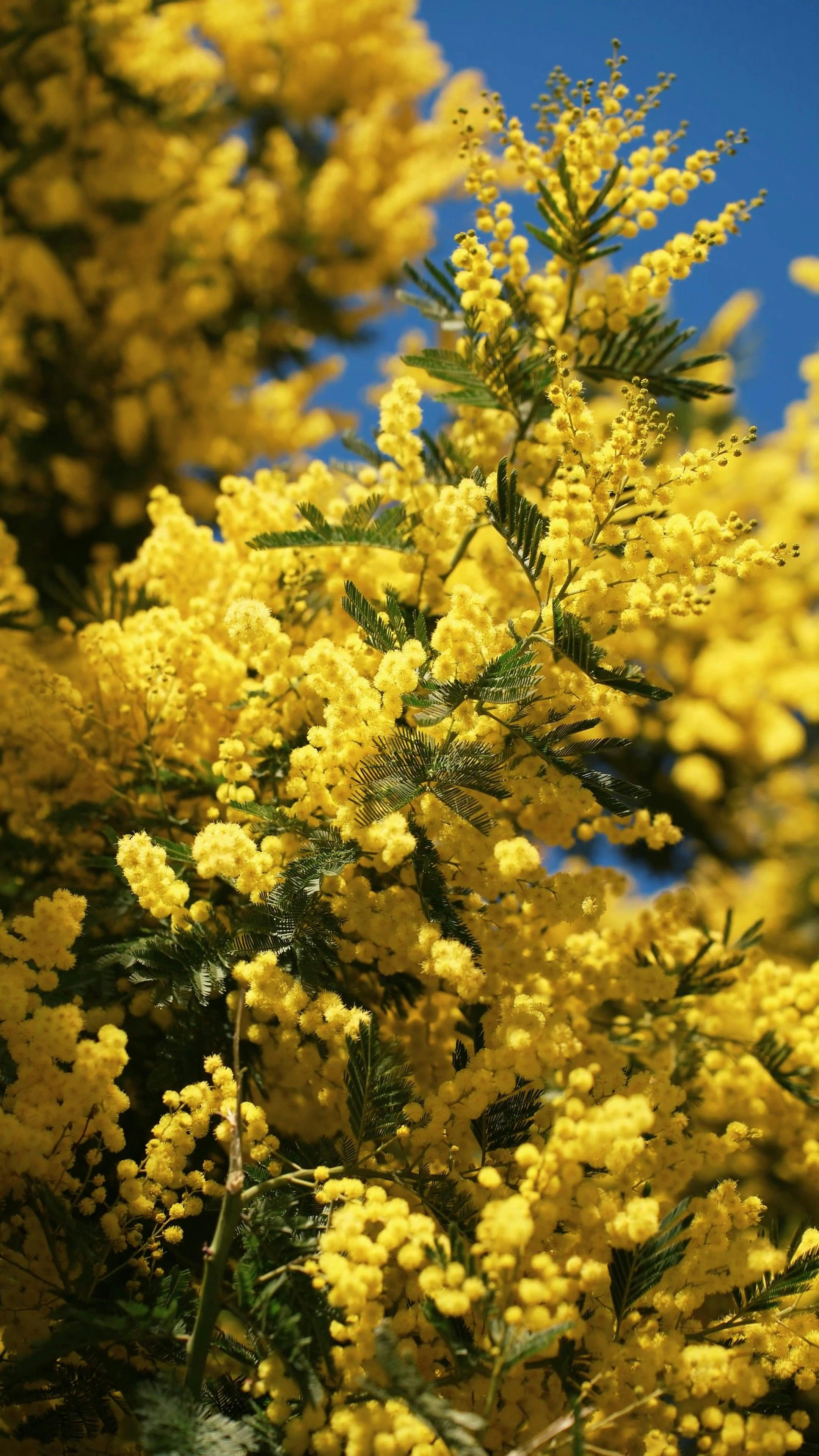 Wattle Flower Videos, Download The BEST Free 4k Stock Video Footage ...
