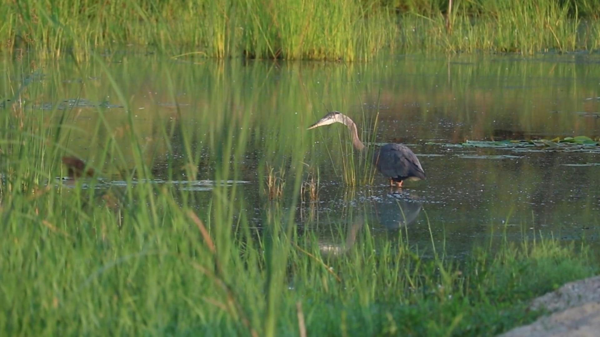 Hunter Landscape Videos, Download The BEST Free 4k Stock Video Footage ...