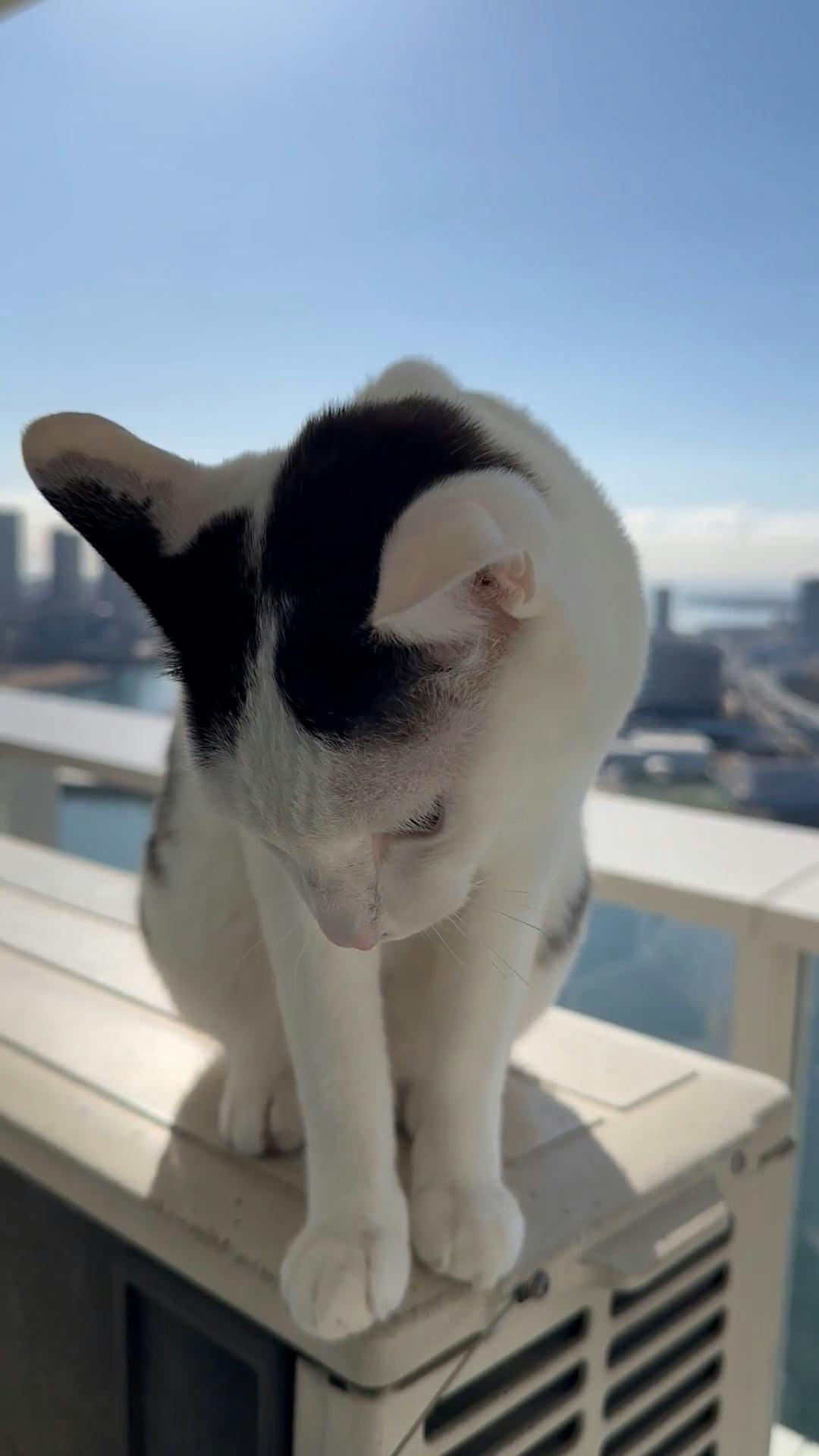 Cat Media Videos, Download The BEST Free 4k Stock Video Footage & Cat ...