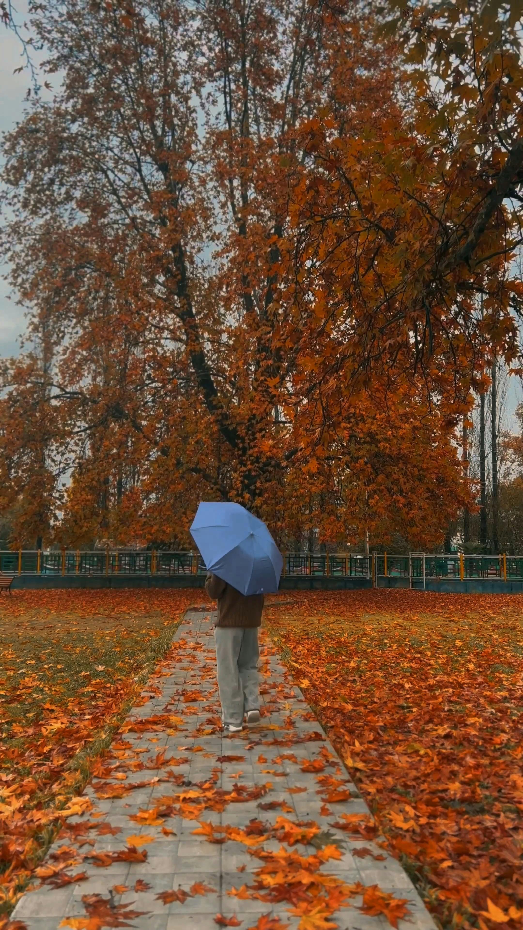Autumn 4 K Videos, Download The BEST Free 4k Stock Video Footage ...