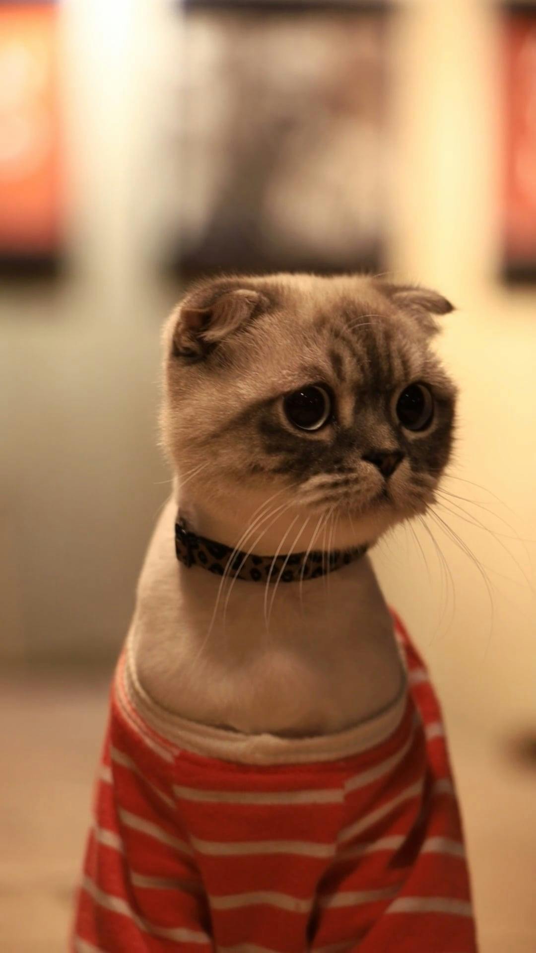 Vidéo gratuite de à l'intérieur, adorable, affectueux, aimable, ami à ...