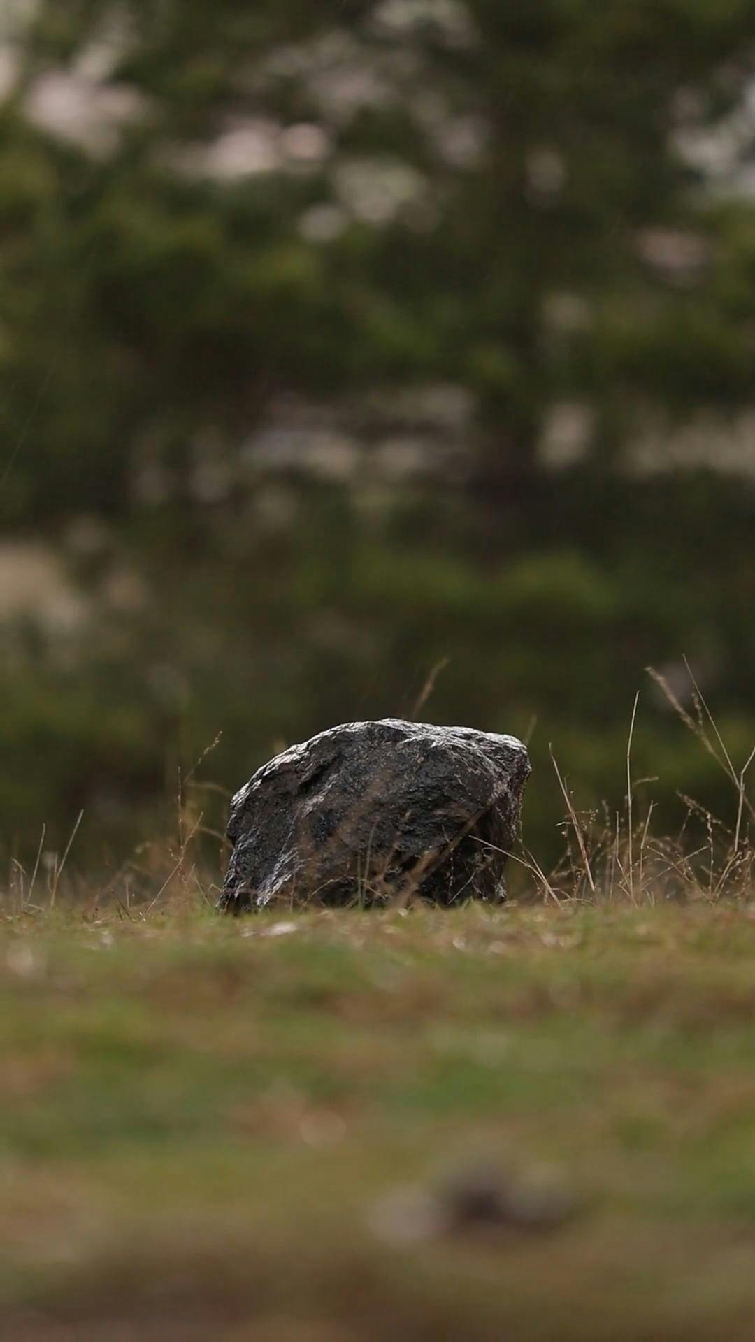 Field Observer Videos, Download The BEST Free 4k Stock Video Footage ...