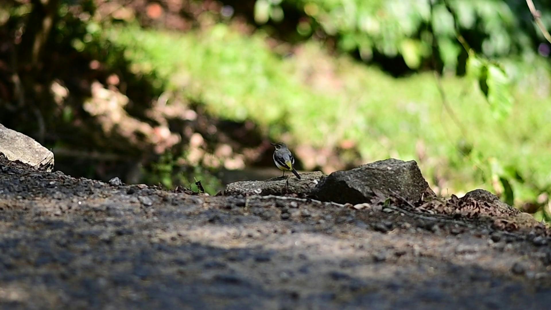 beauty of nature Free Stock Video Footage, Royalty-Free 4K & HD Video Clip