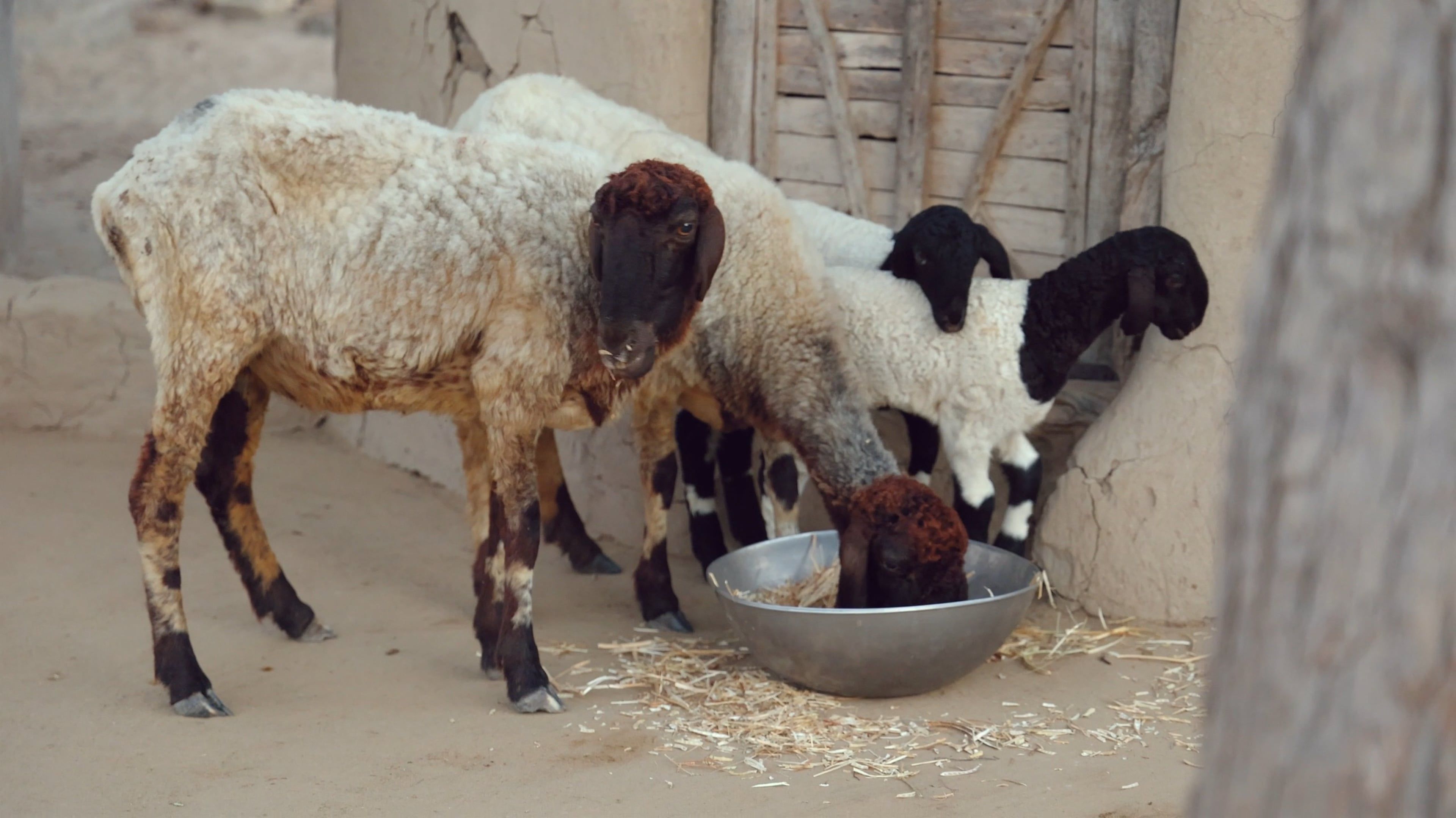 Sheep drinking water from a bowl in a rural area Free Stock Video ...