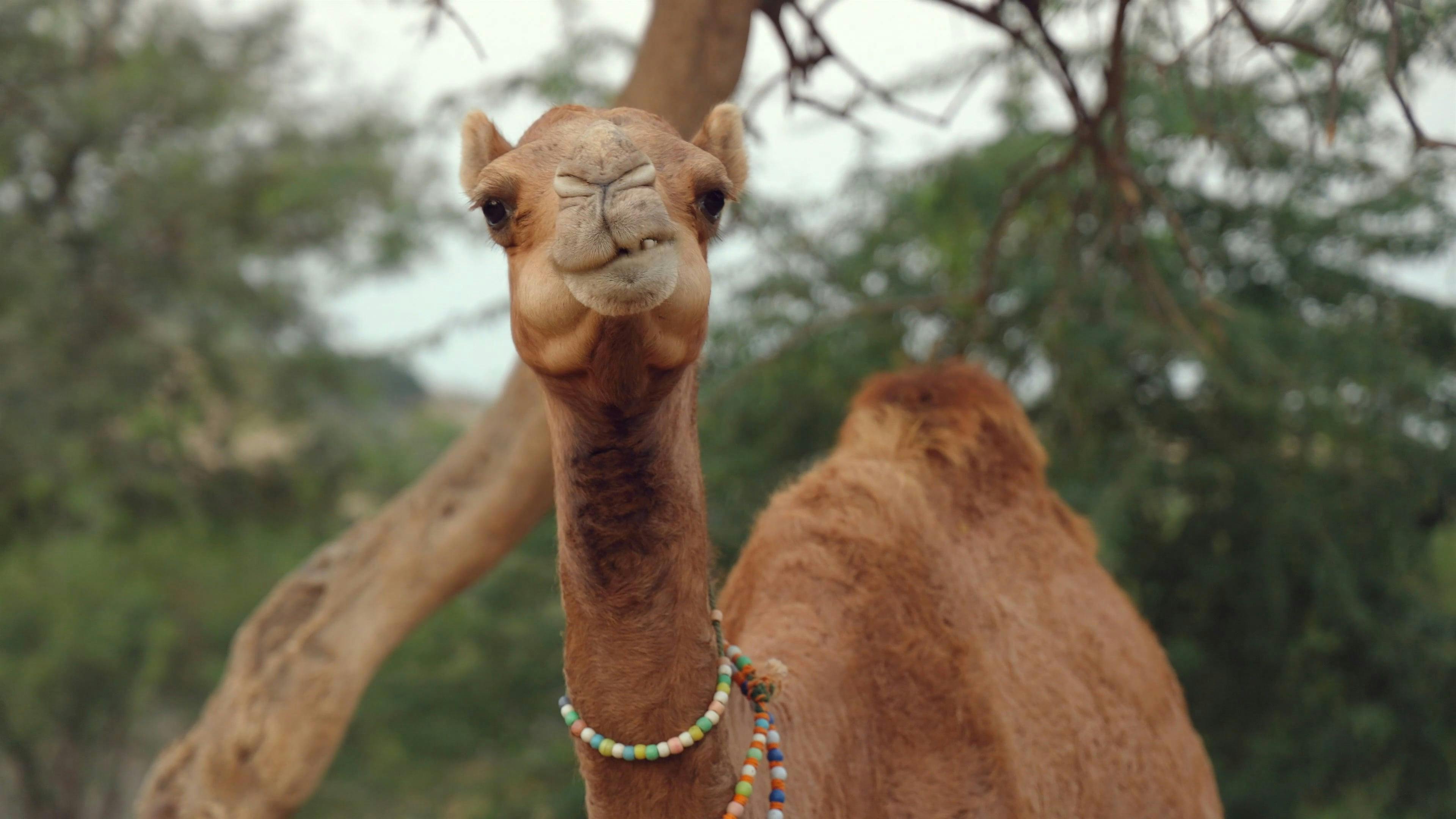 A camel with a necklace on its neck Free Stock Video Footage, Royalty ...