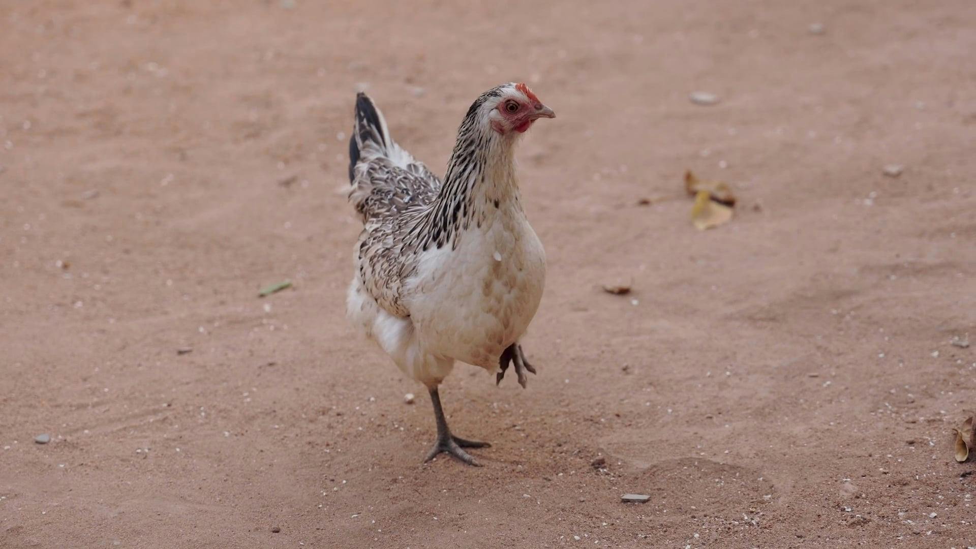 Vídeos de stock gratuitos sobre 4k, al aire libre, animal, animales ...