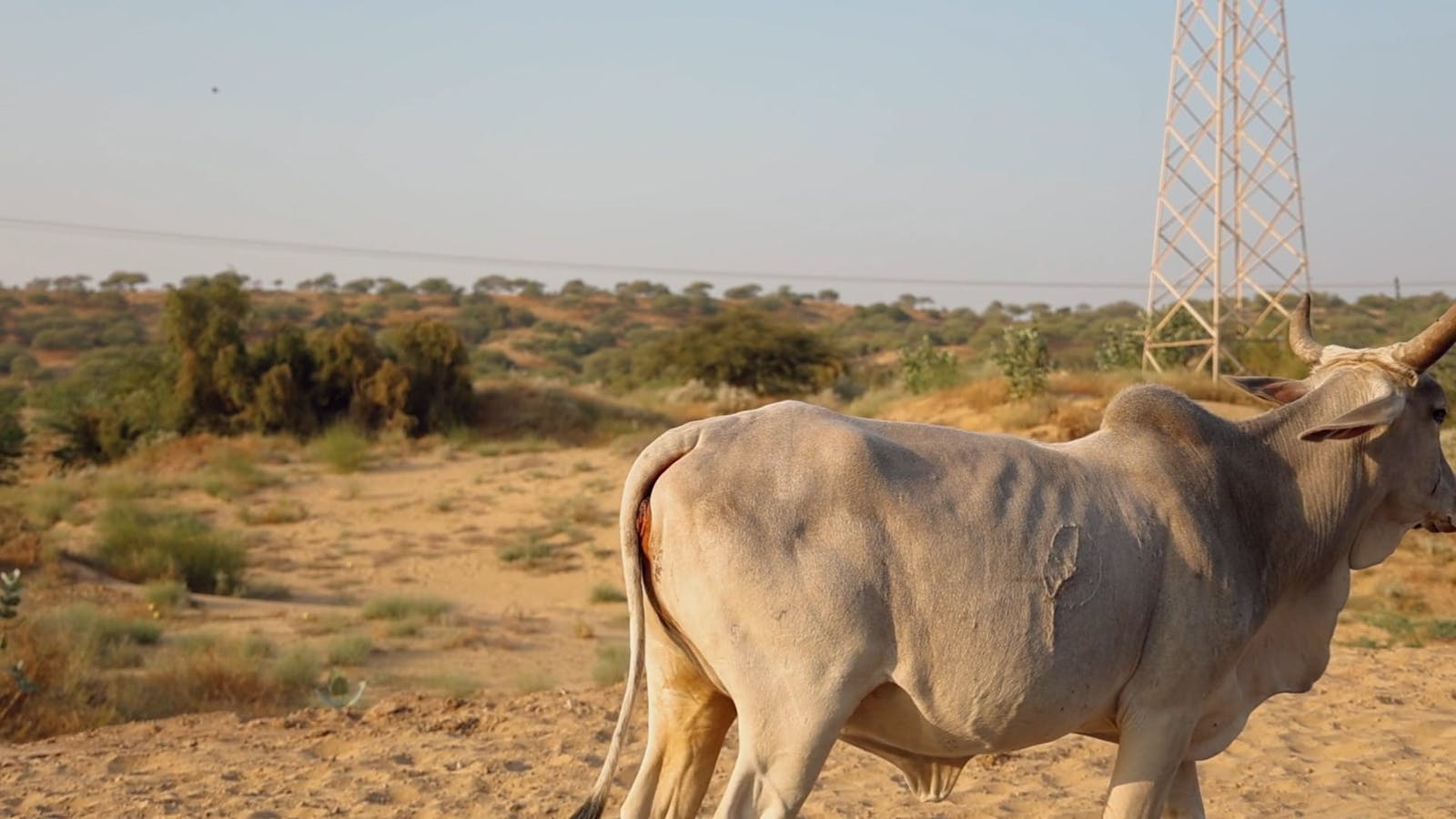 Hot Animal Videos, Download The BEST Free 4k Stock Video Footage & Hot ...