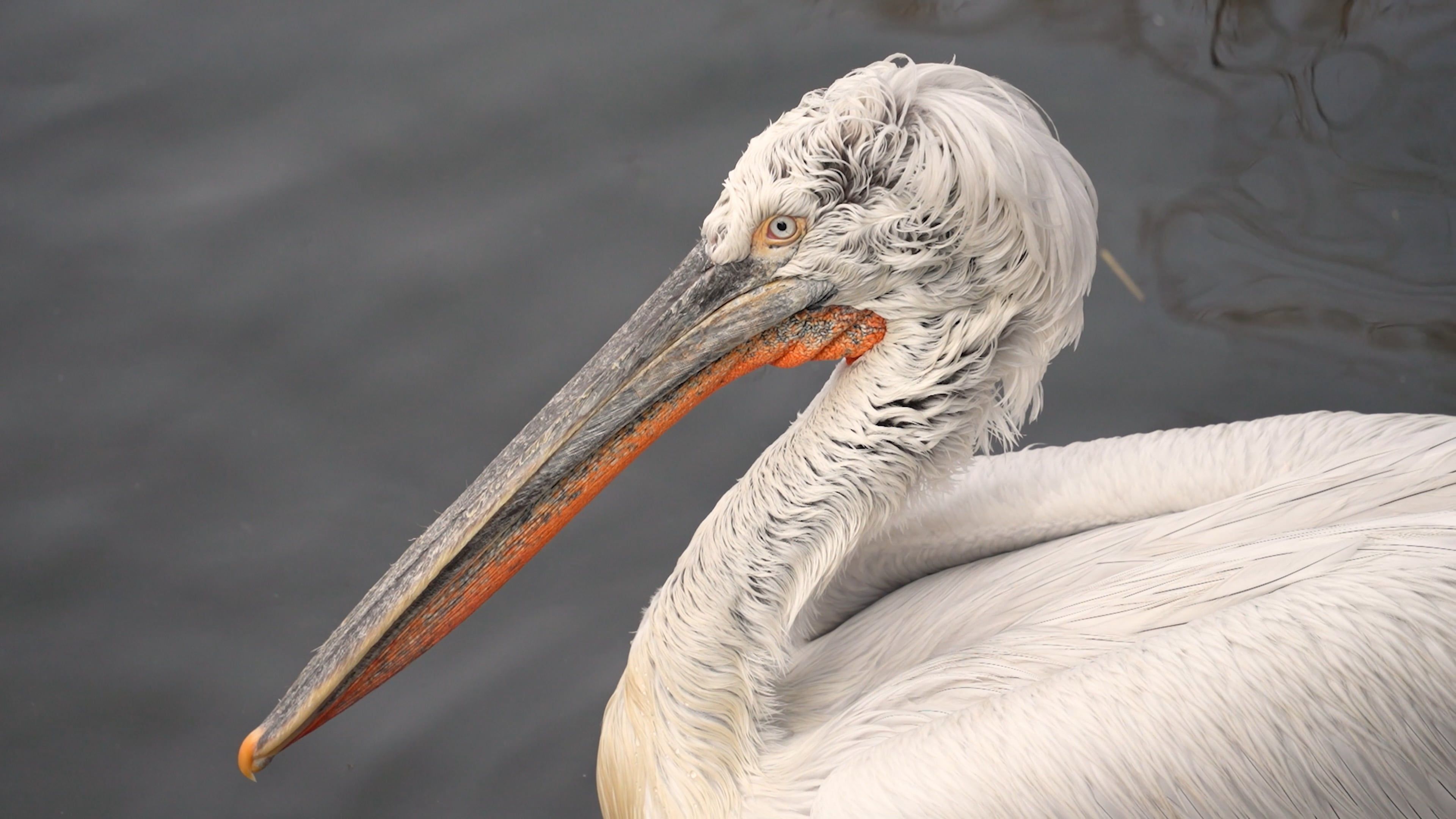 A pelican with a long beak and long neck Free Stock Video Footage ...