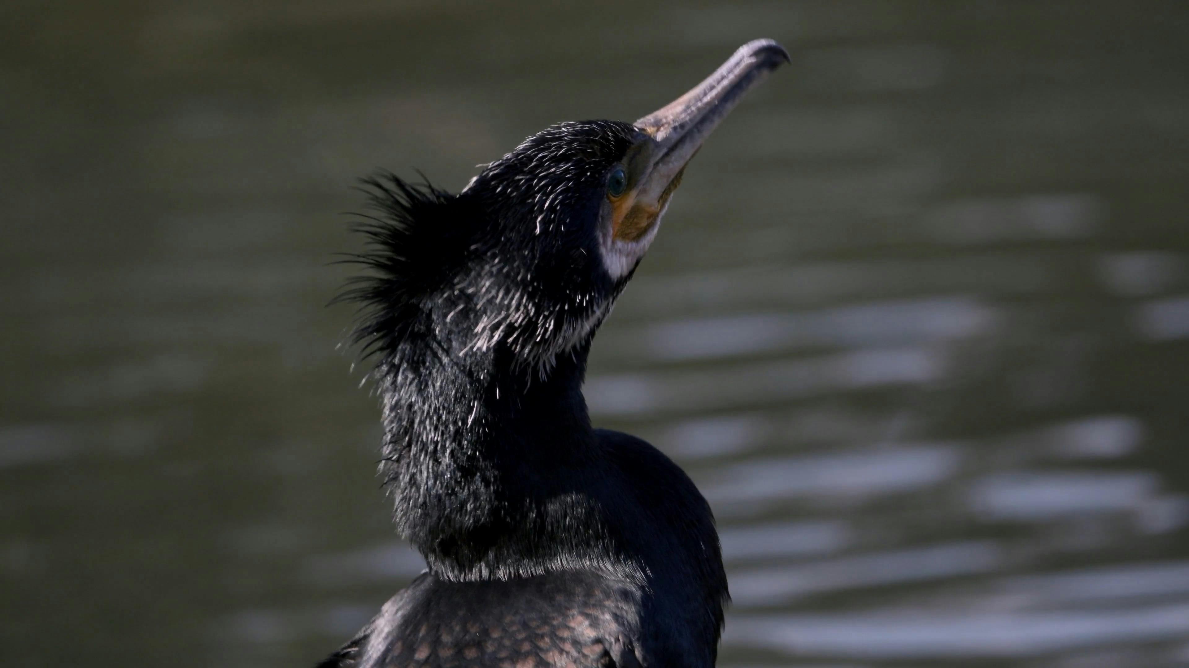 cormorant Free Stock Video Footage, Royalty-Free 4K & HD Video Clip