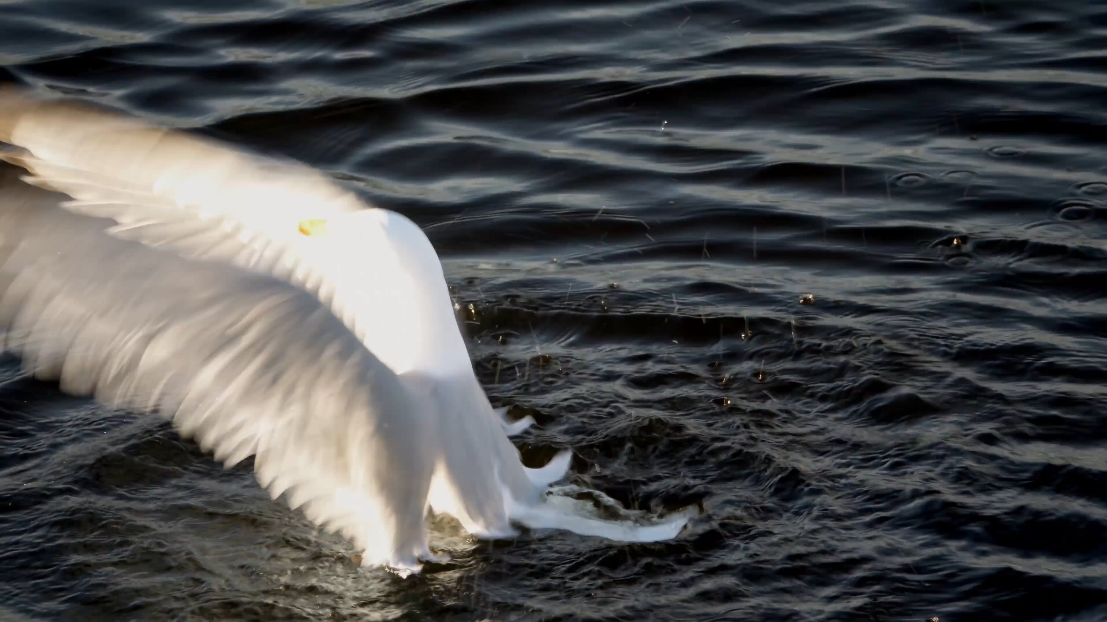 Herring gull splashing on water in the bright sun Free Stock Video ...