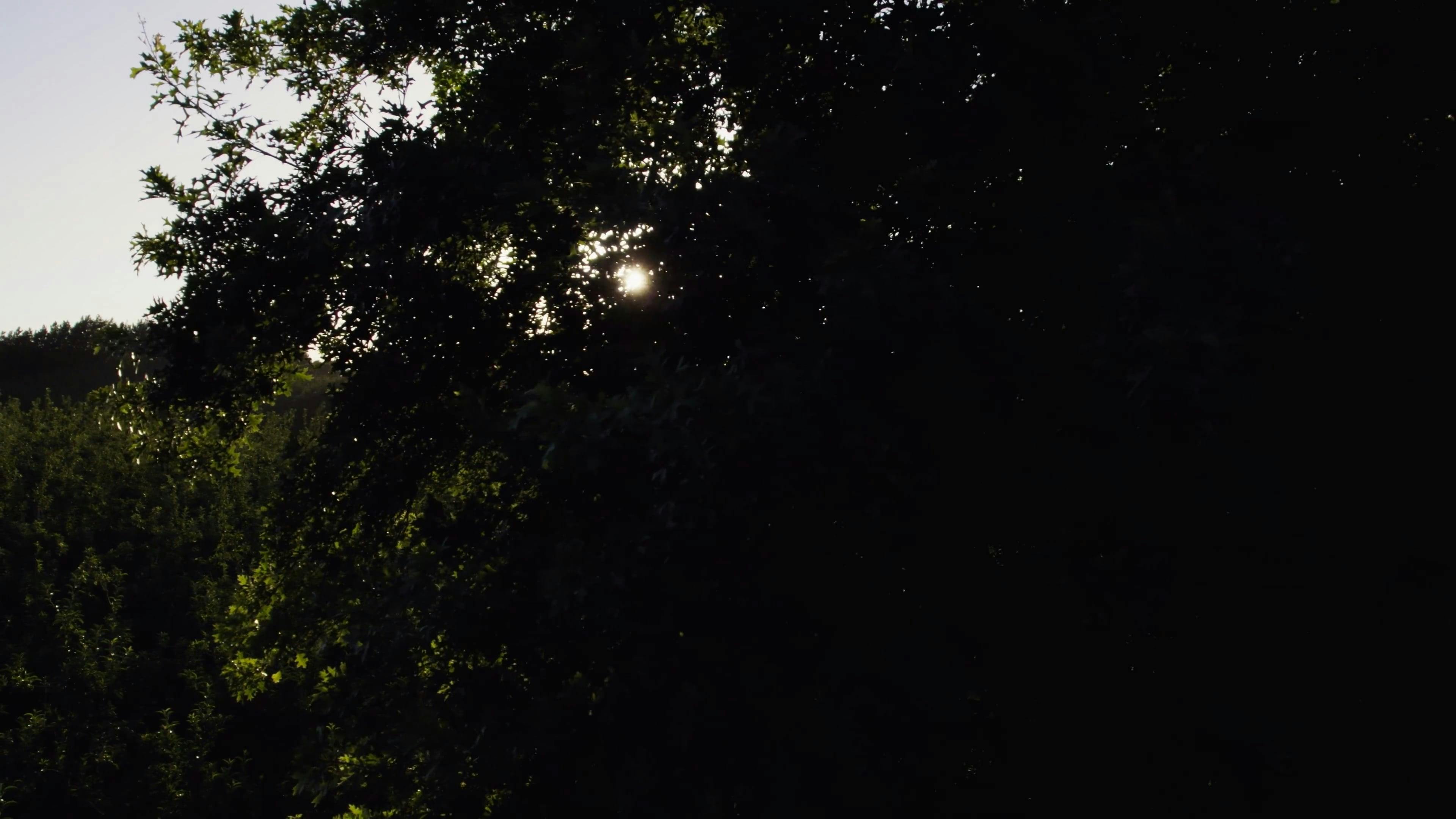 Tembela Bohle - 写真