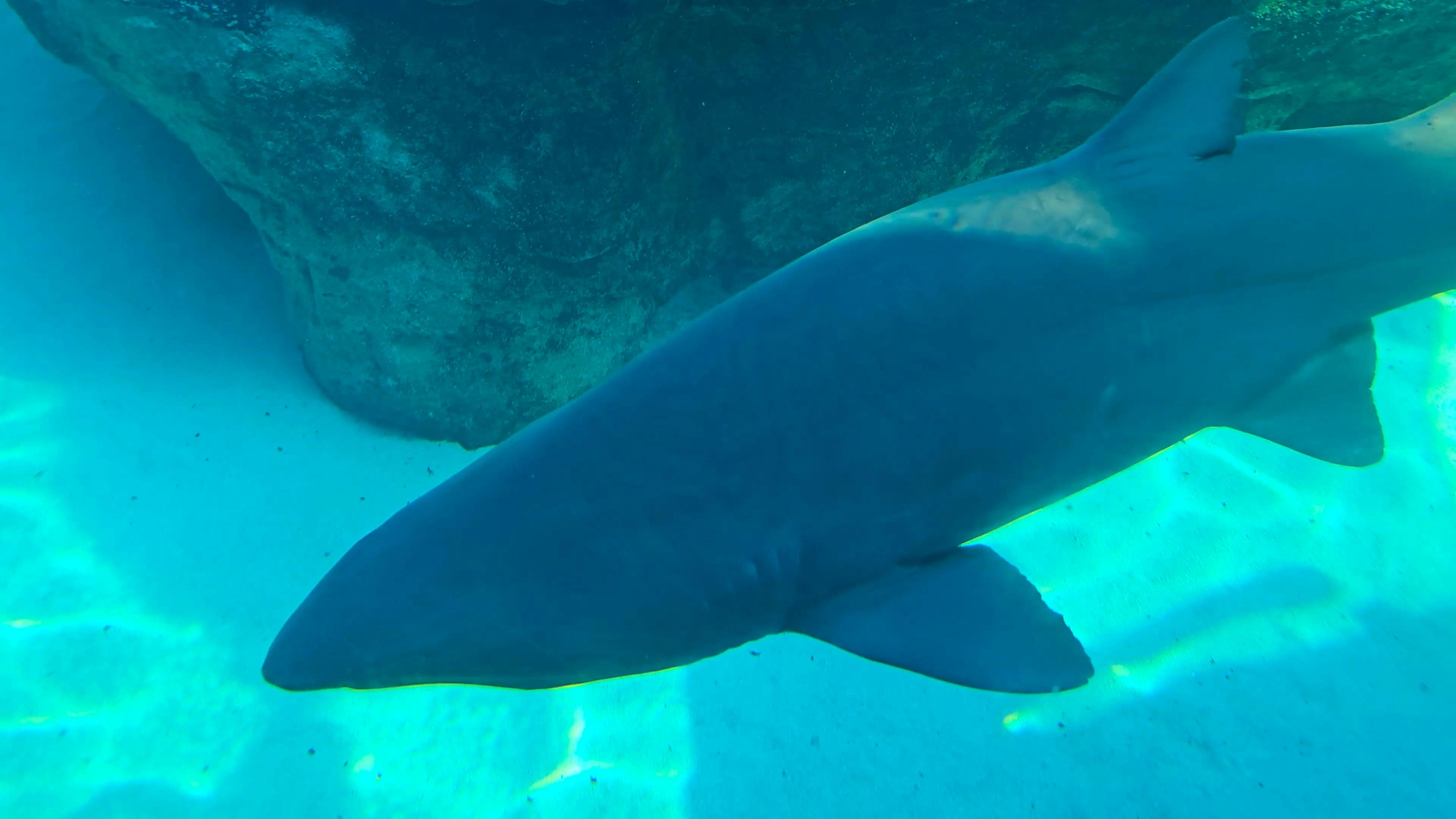 A shark swimming in the water near some rocks Free Stock Video Footage ...