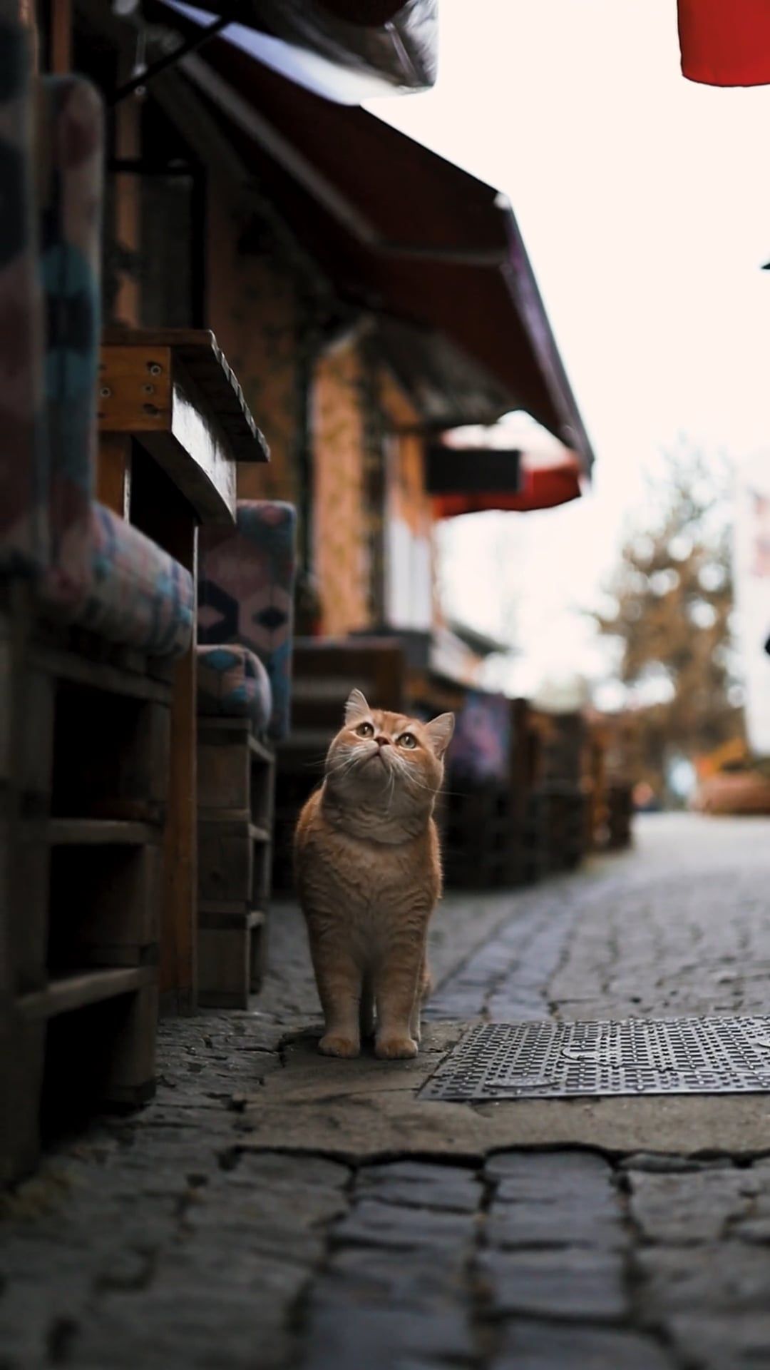 A cat walking down a street with people walking by Free Stock Video ...