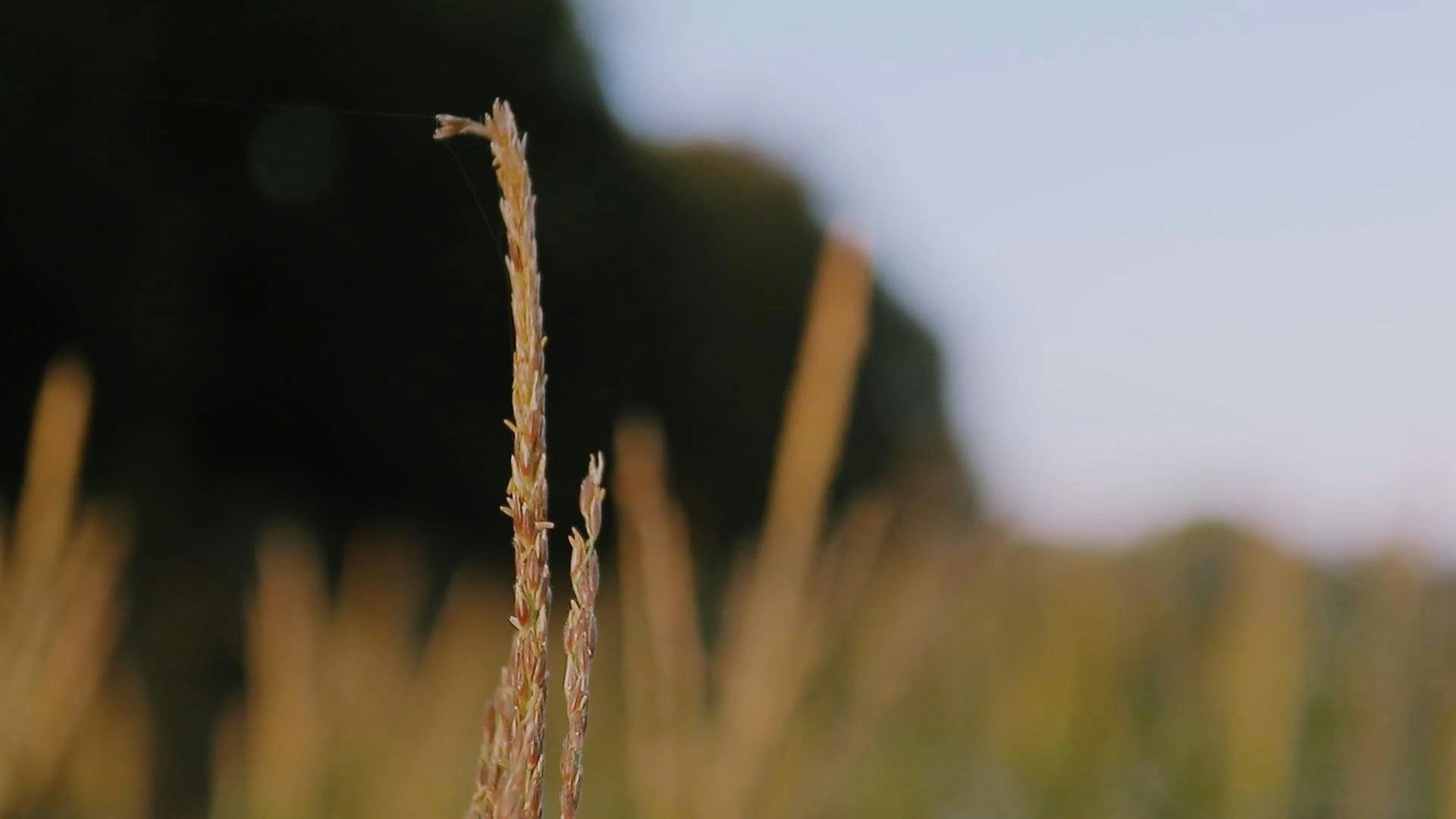 A close up of a tall grass in a field Free Stock Video Footage, Royalty ...
