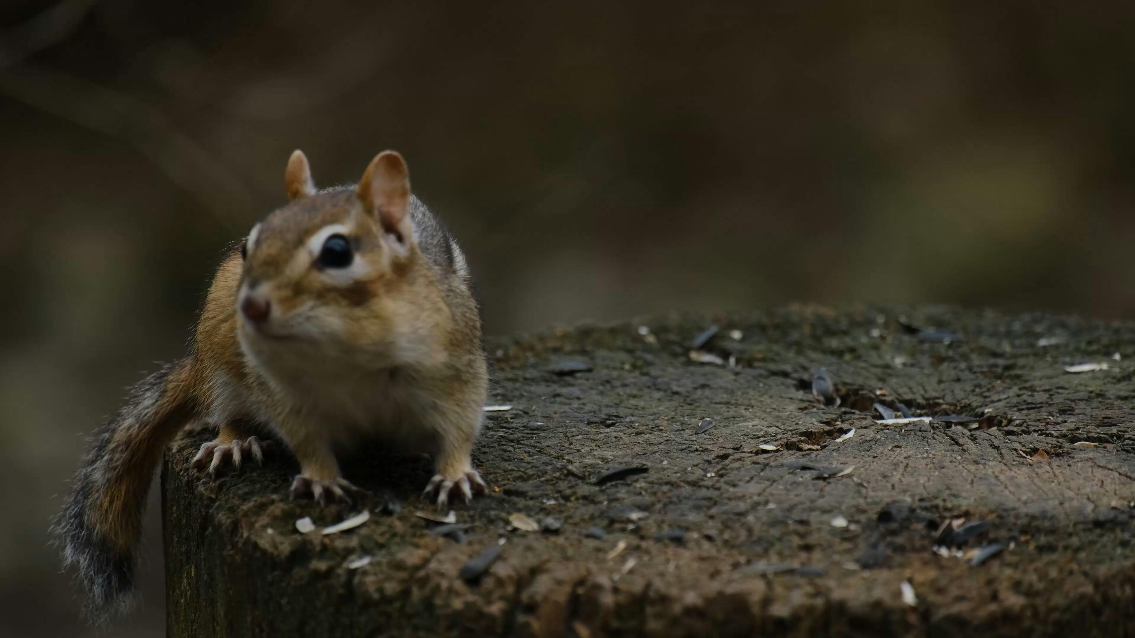 Libre Mud Alert Videos, Download The BEST Free 4k Stock Video Footage ...