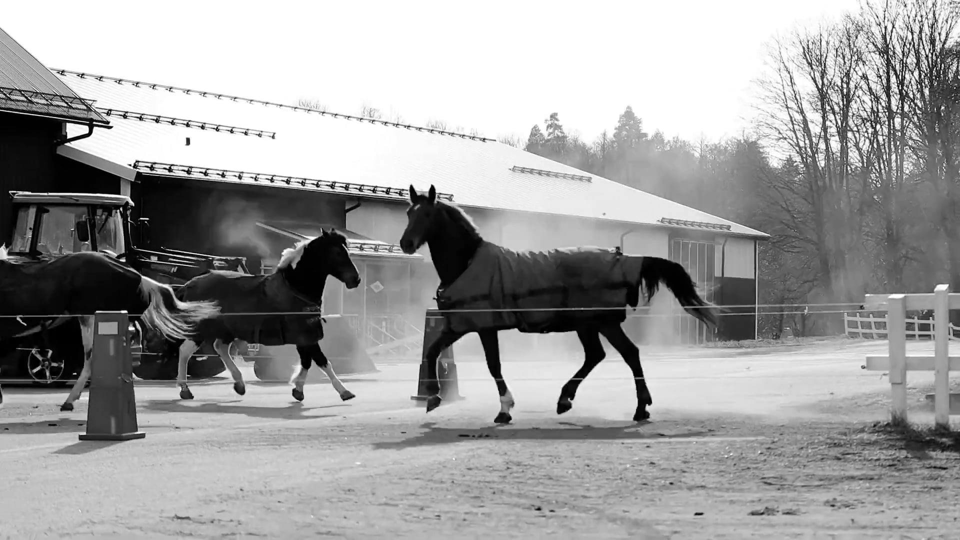 4k Running Horses Videos, Download The BEST Free 4k Stock Video Footage ...