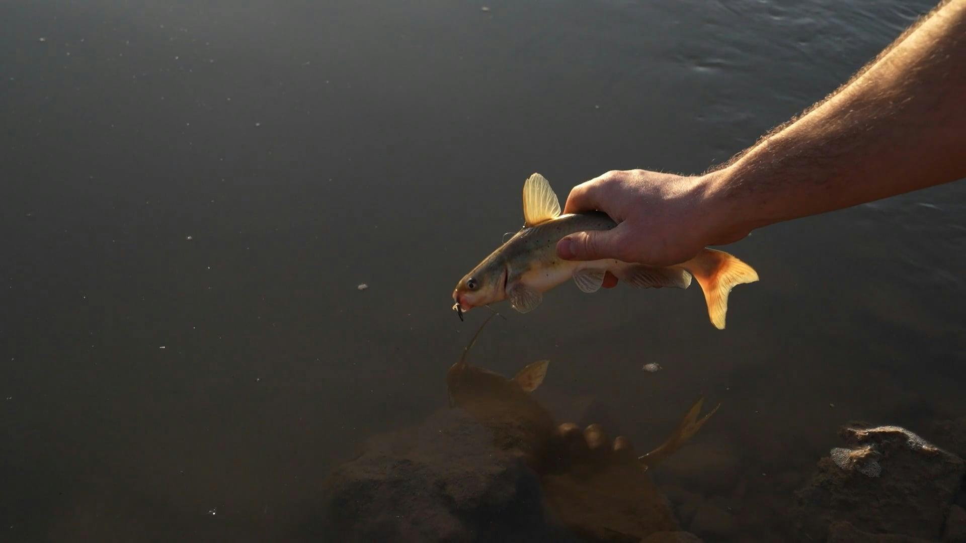 Cat Fishing Videos, Download The BEST Free 4k Stock Video Footage & Cat ...