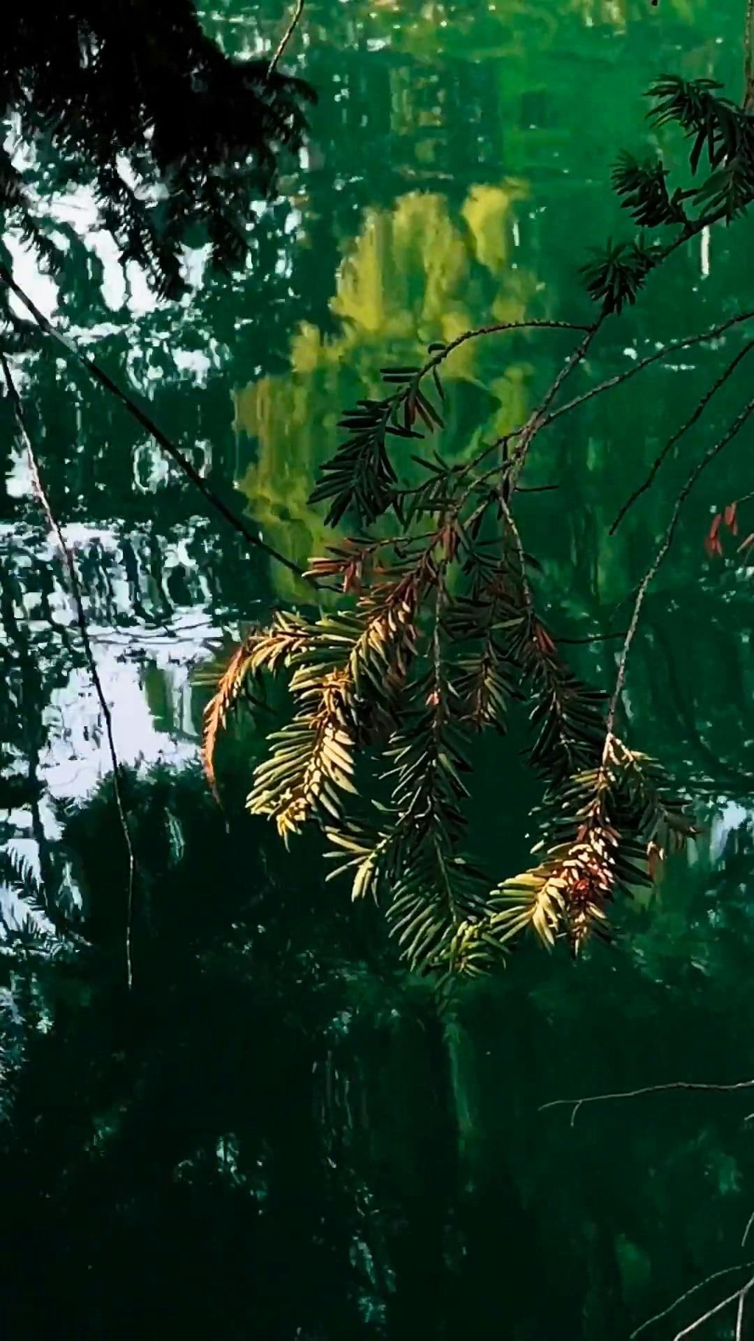 ramo di pino Free Stock Video Footage, Royalty-Free 4K & HD Video Clip