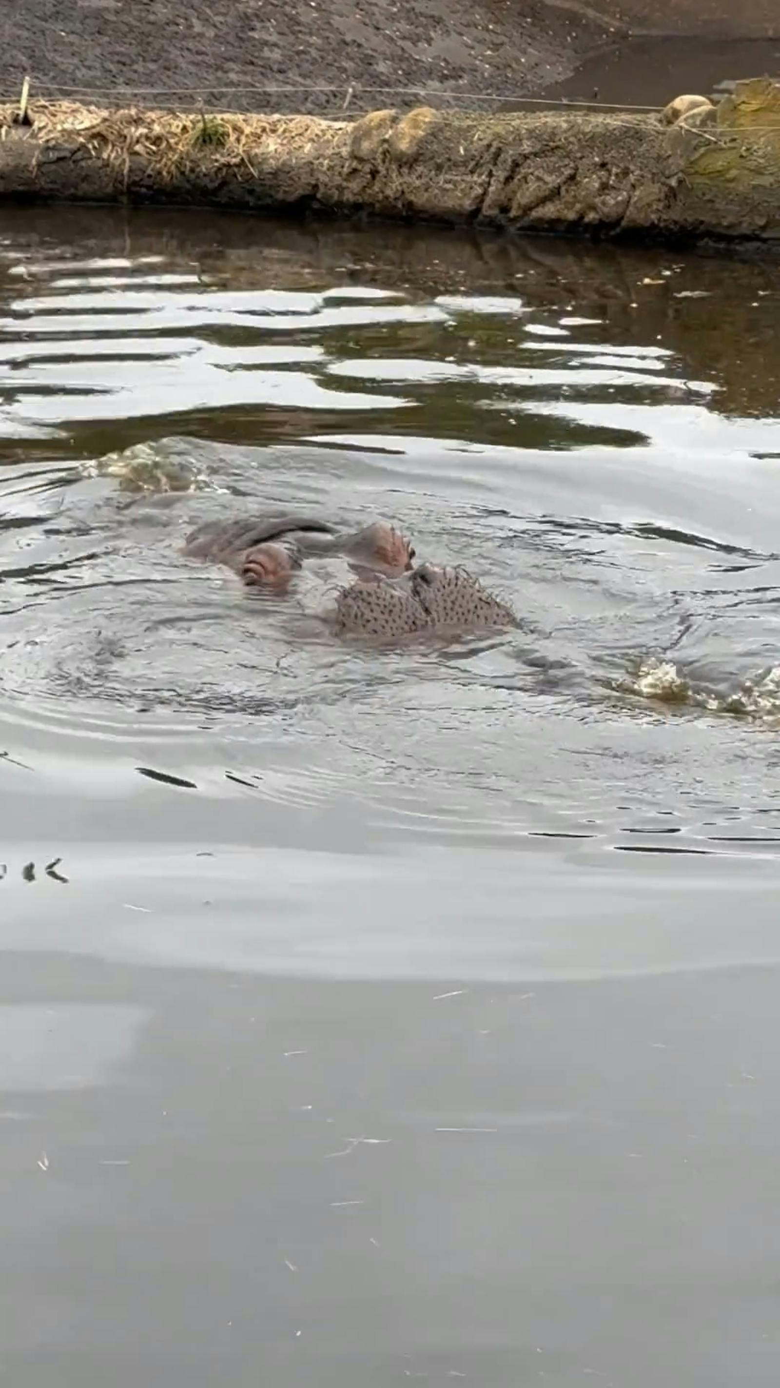 Hippo Playing Videos, Download The BEST Free 4k Stock Video Footage ...