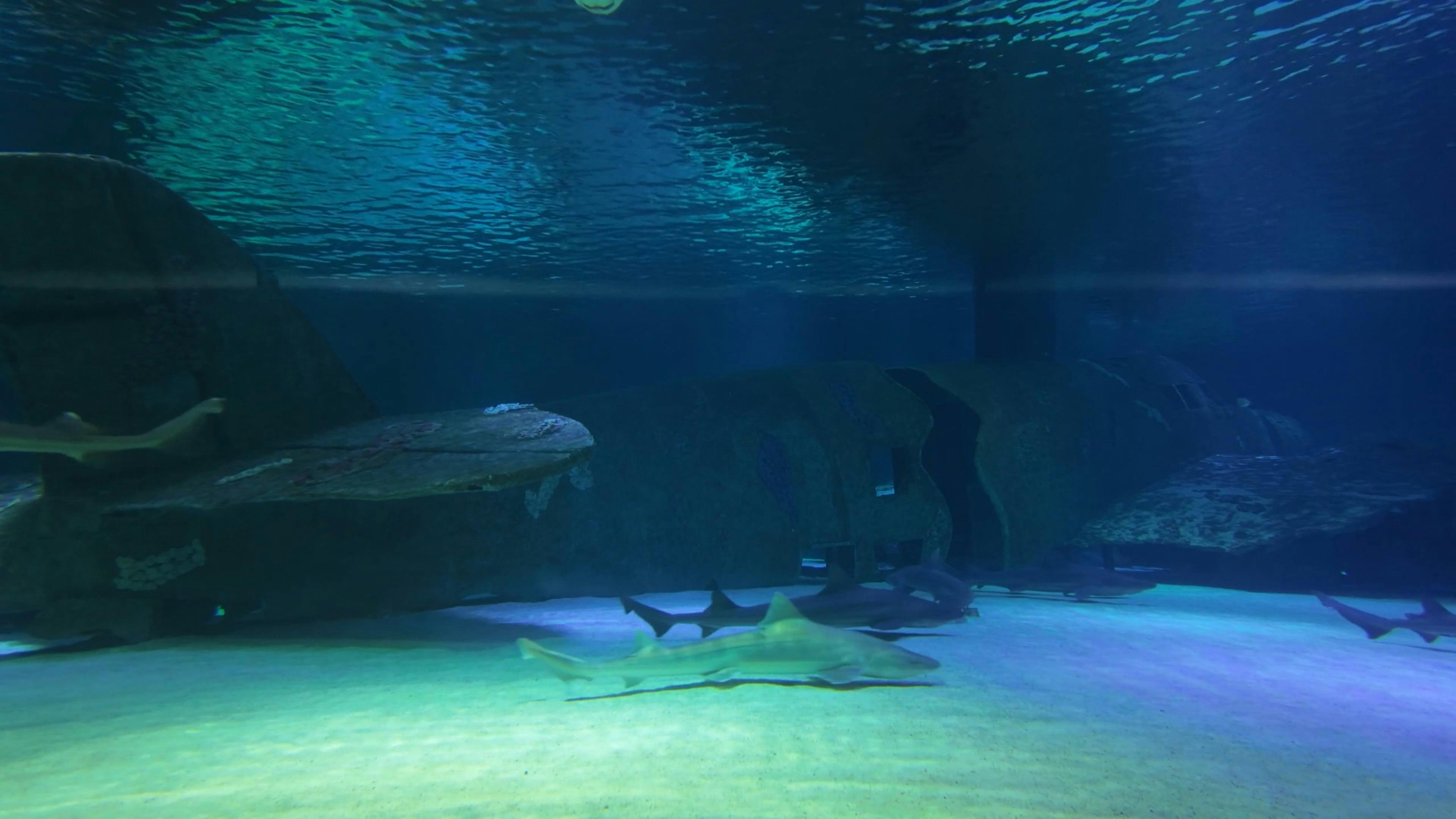 Sahrk in an Aquarium Free Stock Video Footage, Royalty-Free 4K & HD ...