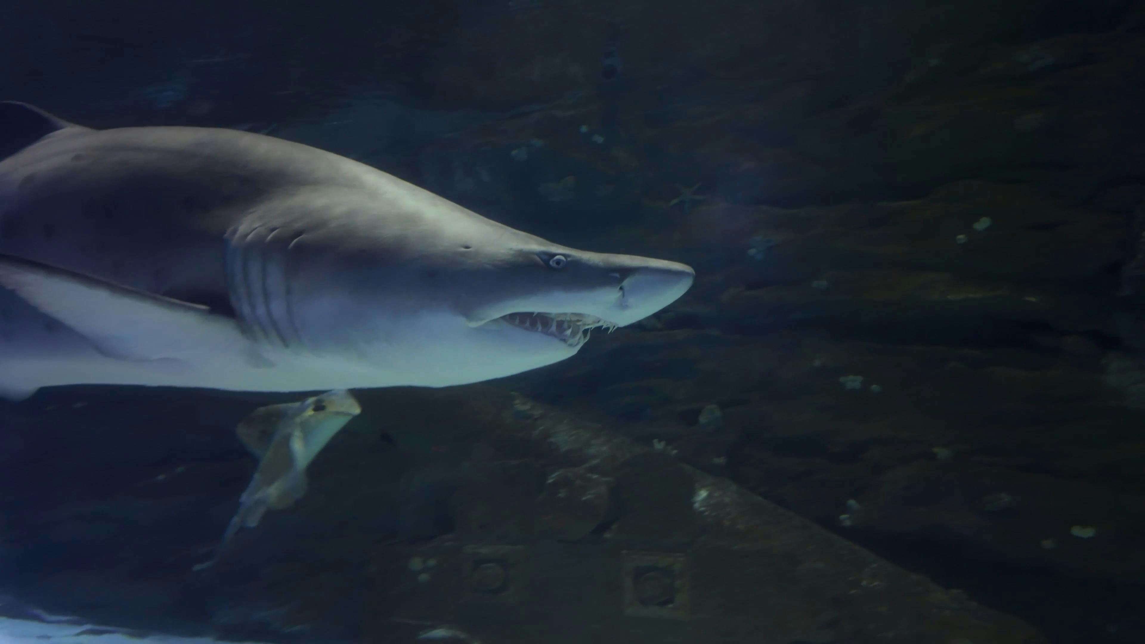 Sharks in Aquarium Free Stock Video Footage, Royalty-Free 4K & HD Video ...