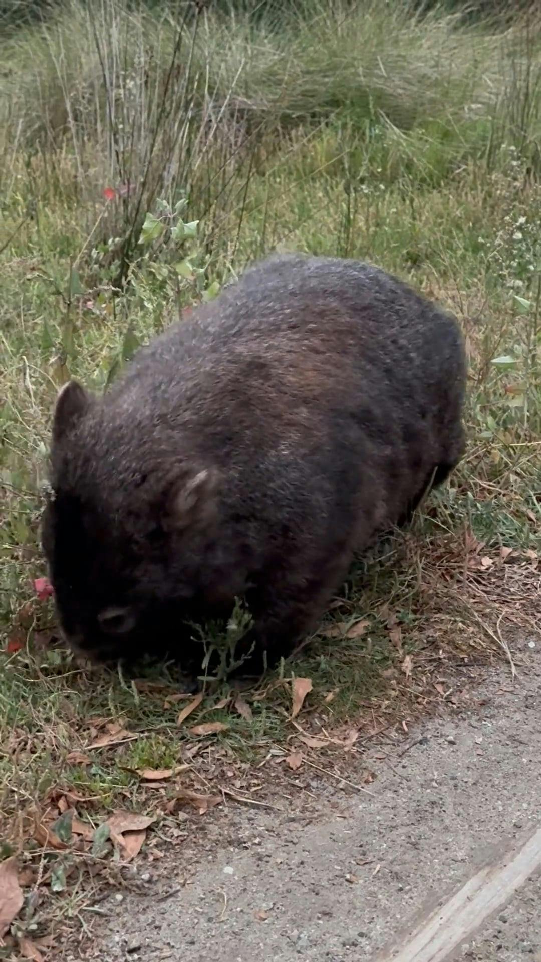 A wombat is walking on the side of the road Free Stock Video Footage ...