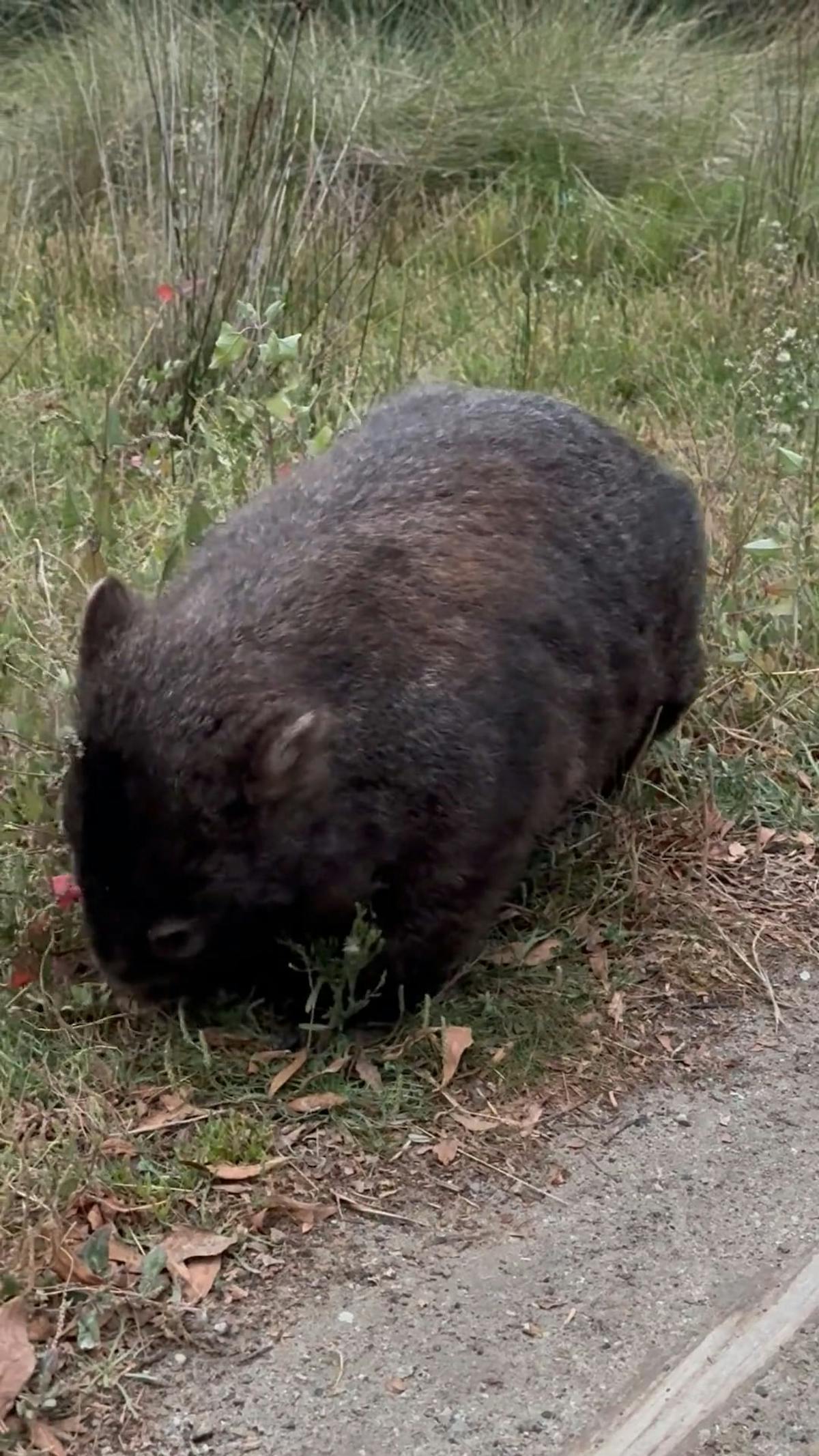 Wombat Videos, Download The BEST Free 4k Stock Video Footage & Wombat ...