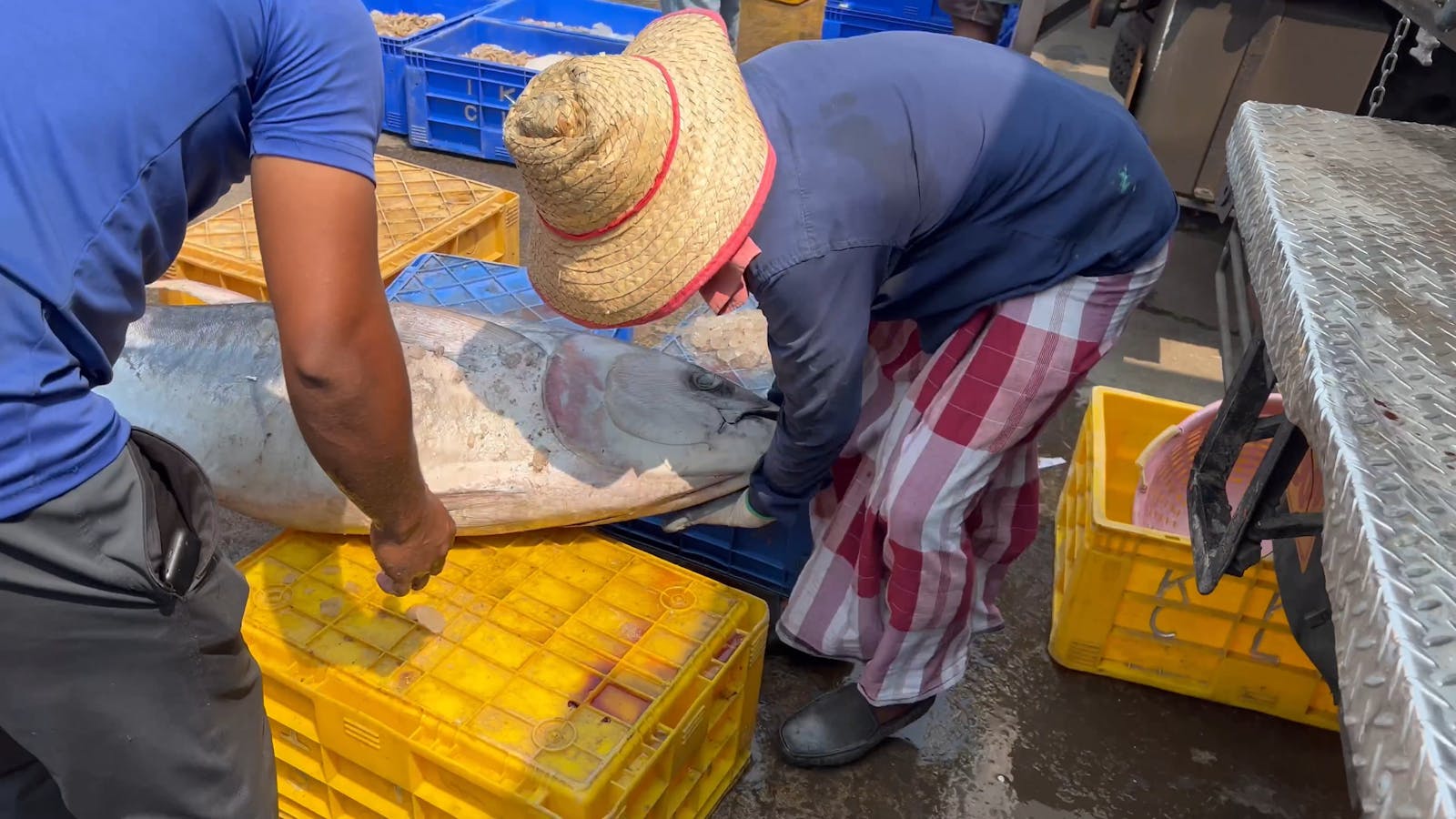 Big Fish Videos, Download The BEST Free 4k Stock Video Footage & Big ...