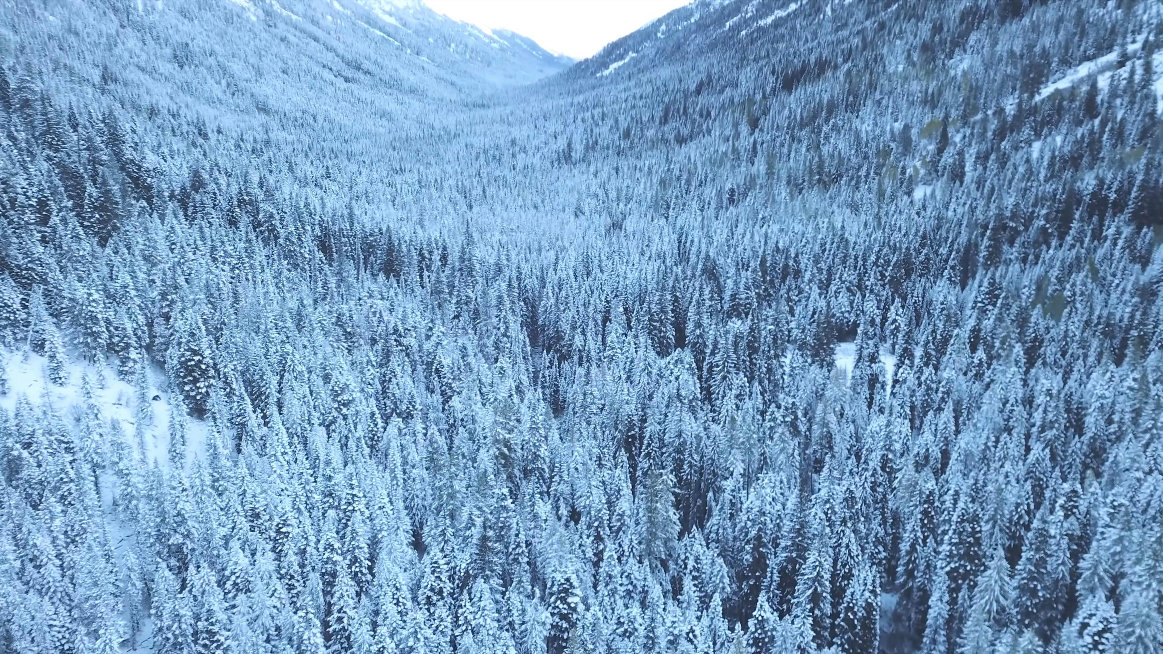 View Of Coniferous Trees In Winter · Free Stock Video
