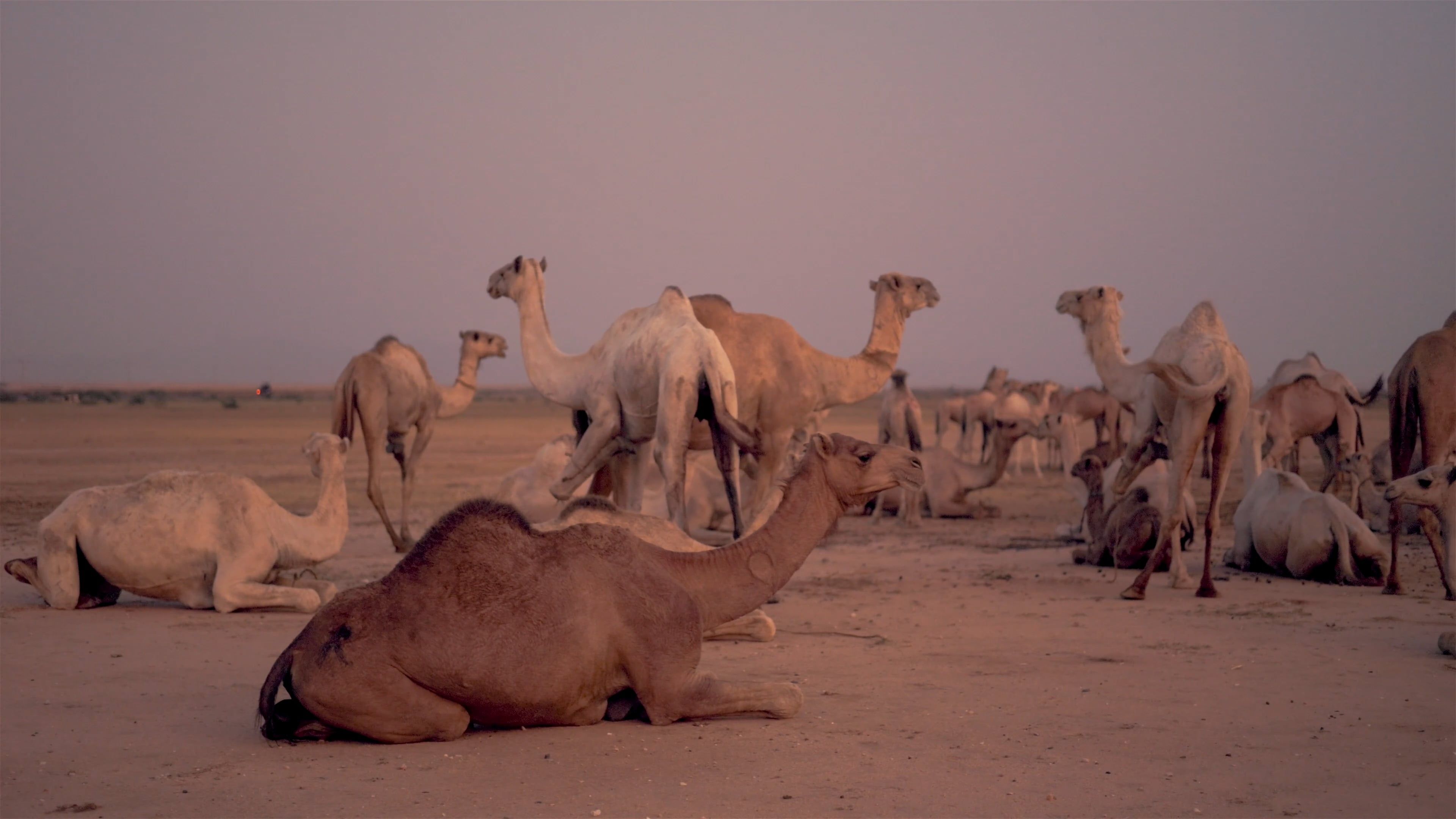 Herd of Camels in the Desert Free Stock Video Footage, Royalty-Free 4K ...