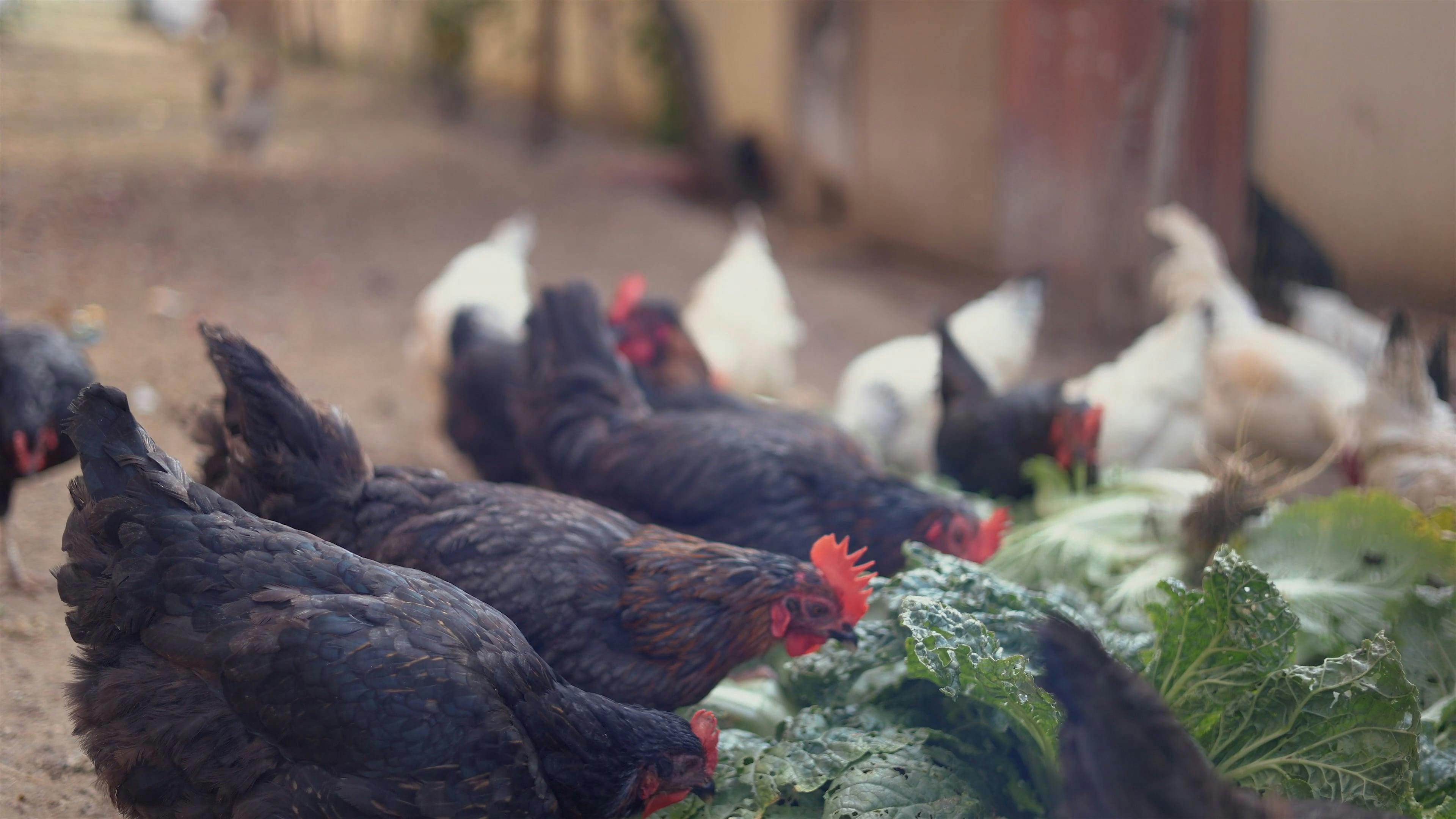 Poultry Farming Of Chickens As Business Free Stock Video Footage ...