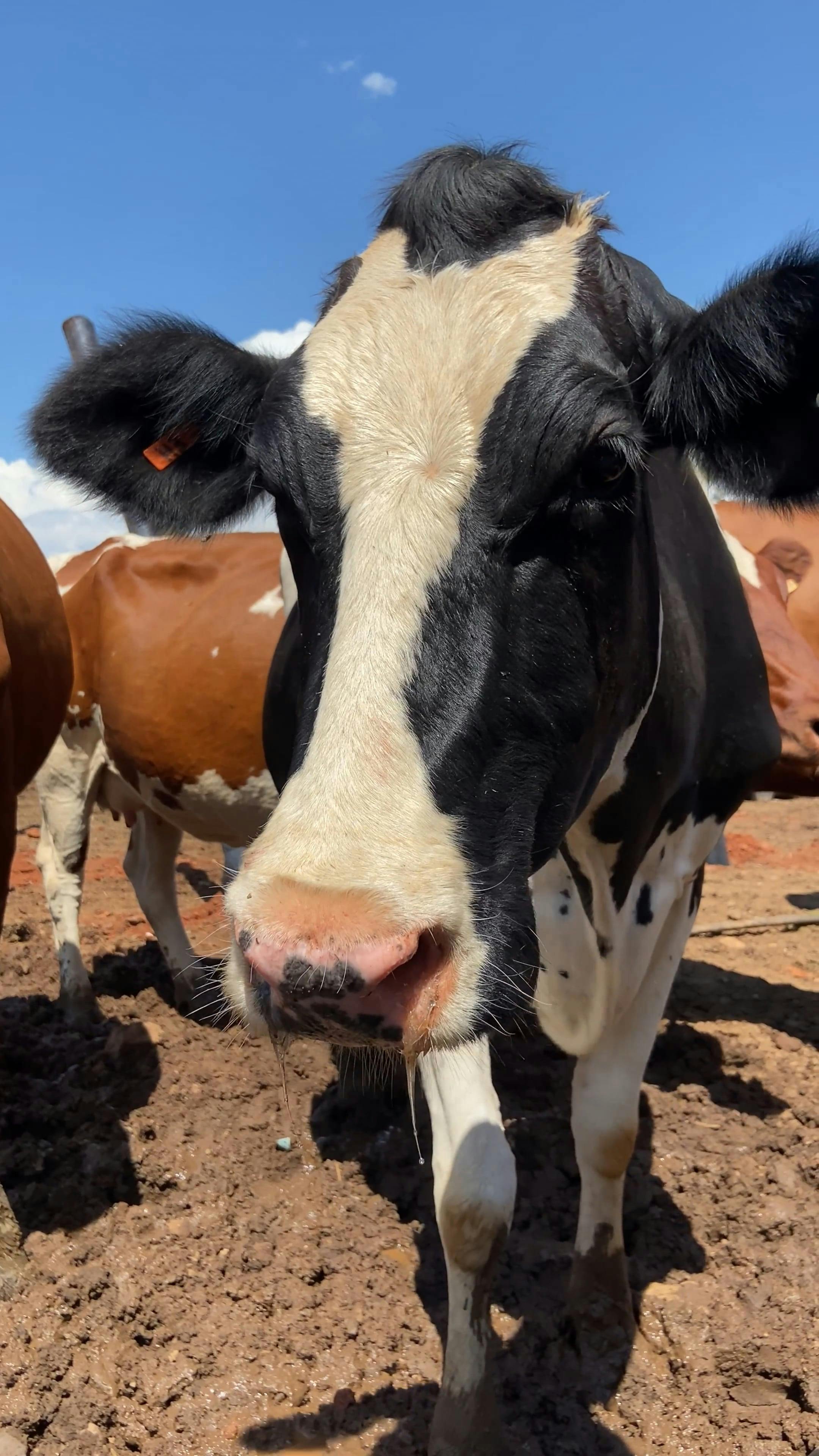 cow Free Stock Video Footage, Royalty-Free 4K & HD Video Clip