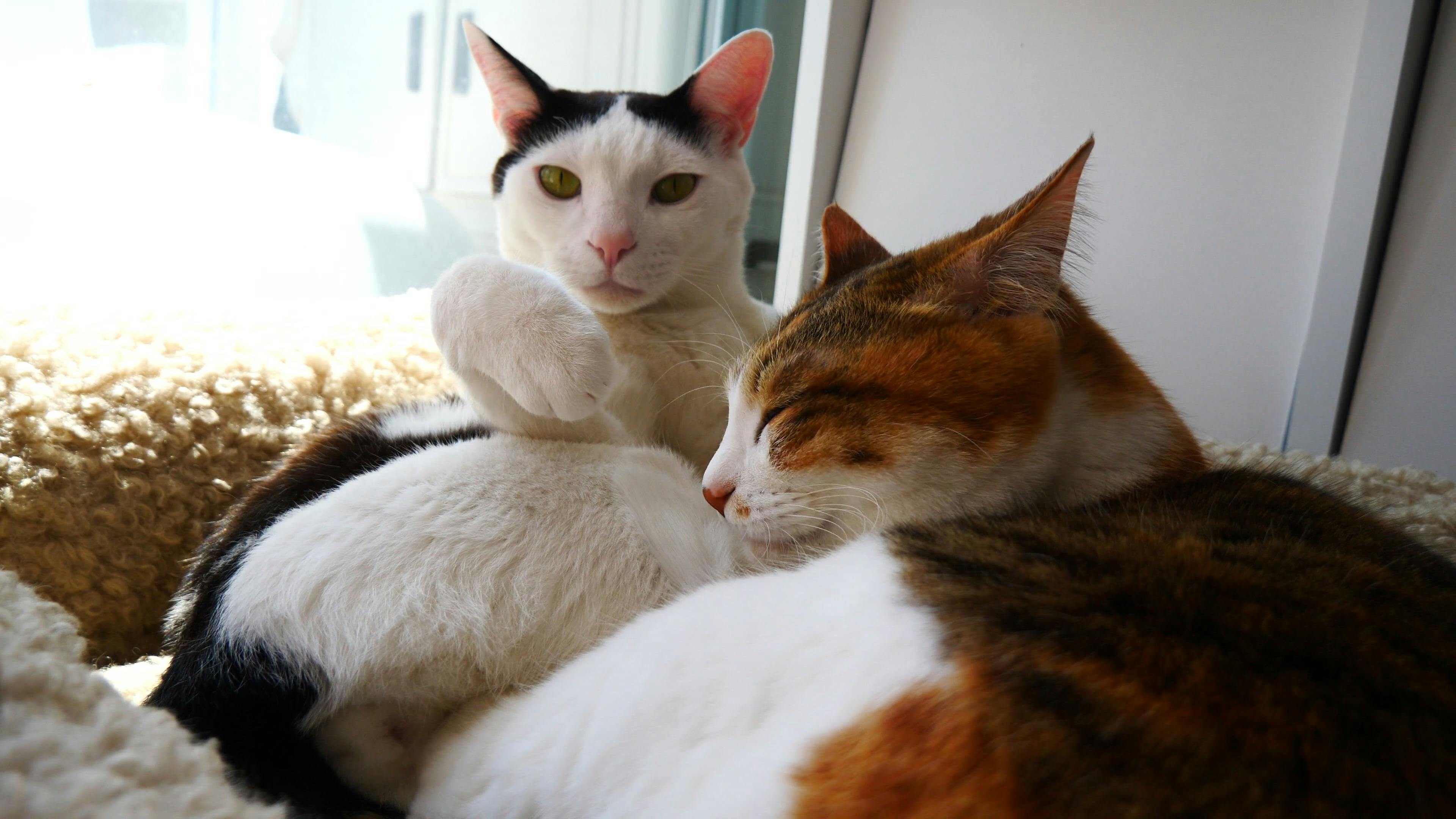 Two cats laying in a bed together with one on the other Free Stock ...