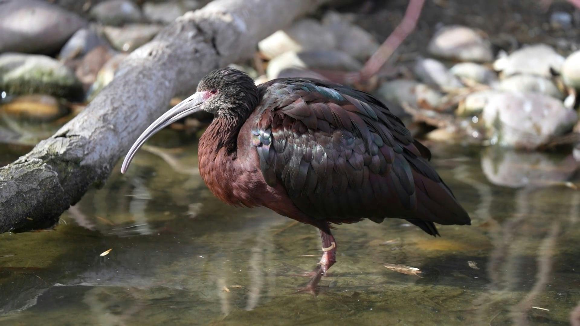 Black Ibis Free Stock Video Footage, Royalty-Free 4K & HD Video Clip
