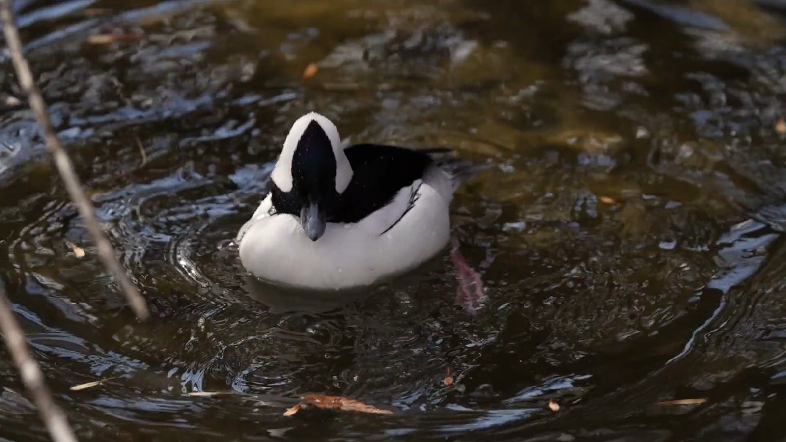 Cute Duck Videos, Download The BEST Free 4k Stock Video Footage & Cute ...