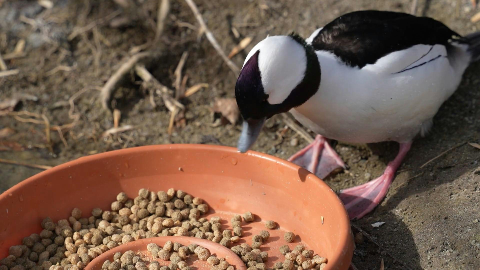 Gaming Duck Videos, Download The BEST Free 4k Stock Video Footage ...