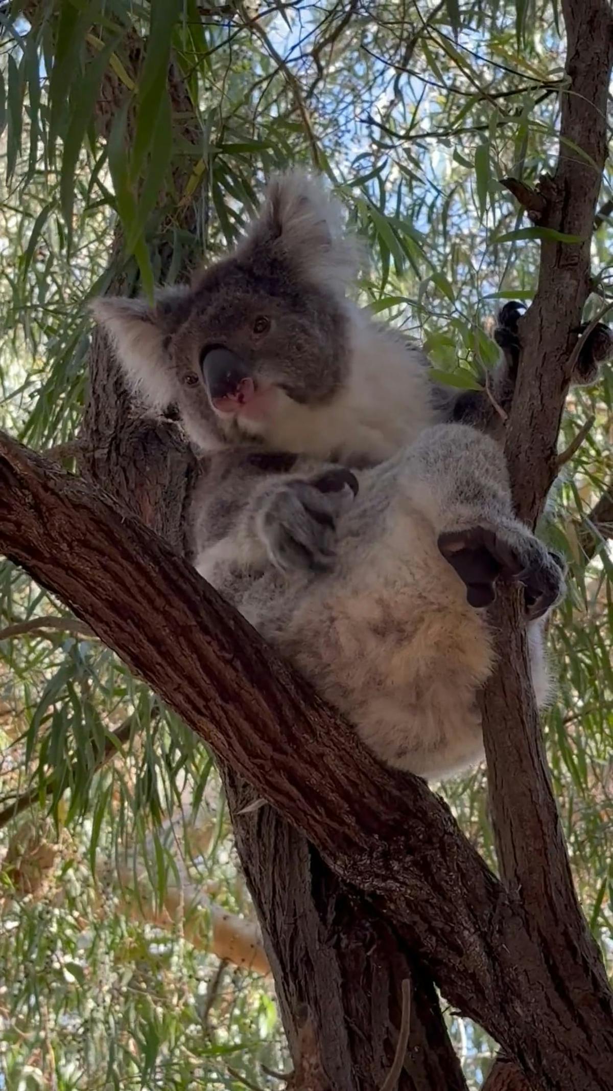 Koala Animation Videos, Download The BEST Free 4k Stock Video Footage ...
