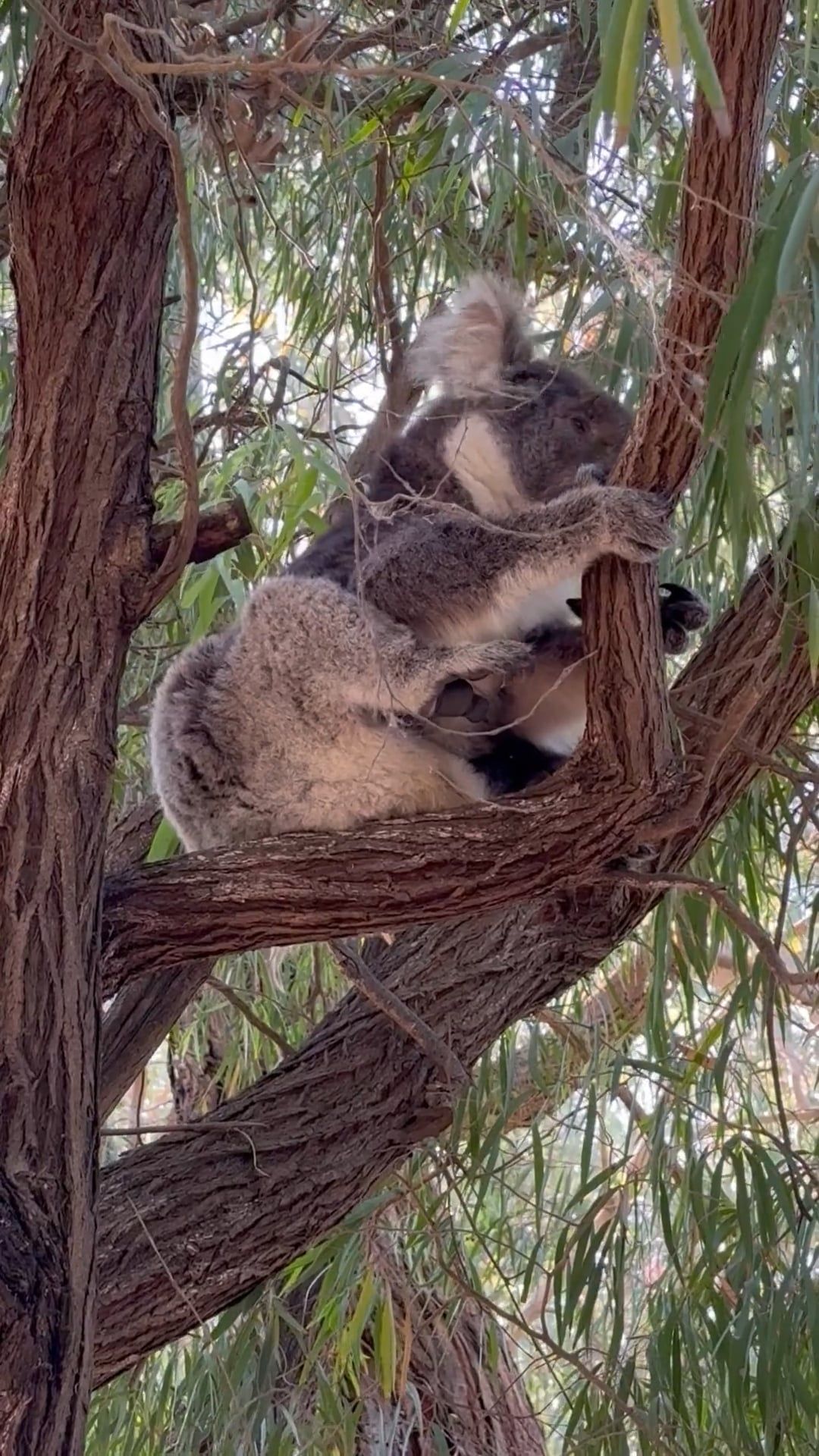A koala is sitting in a tree with a leaf Free Stock Video Footage ...